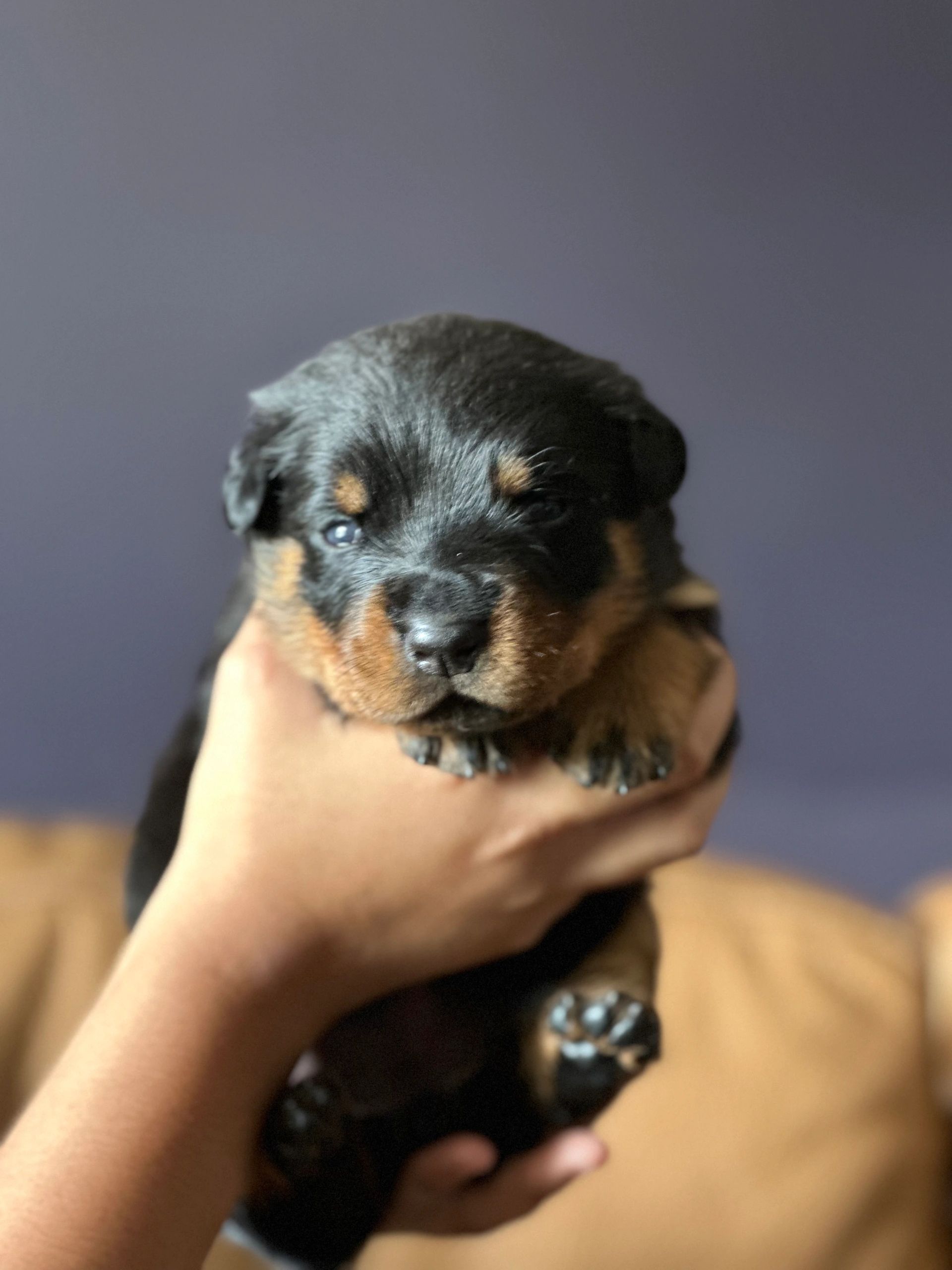 How To Reserve A Puppy