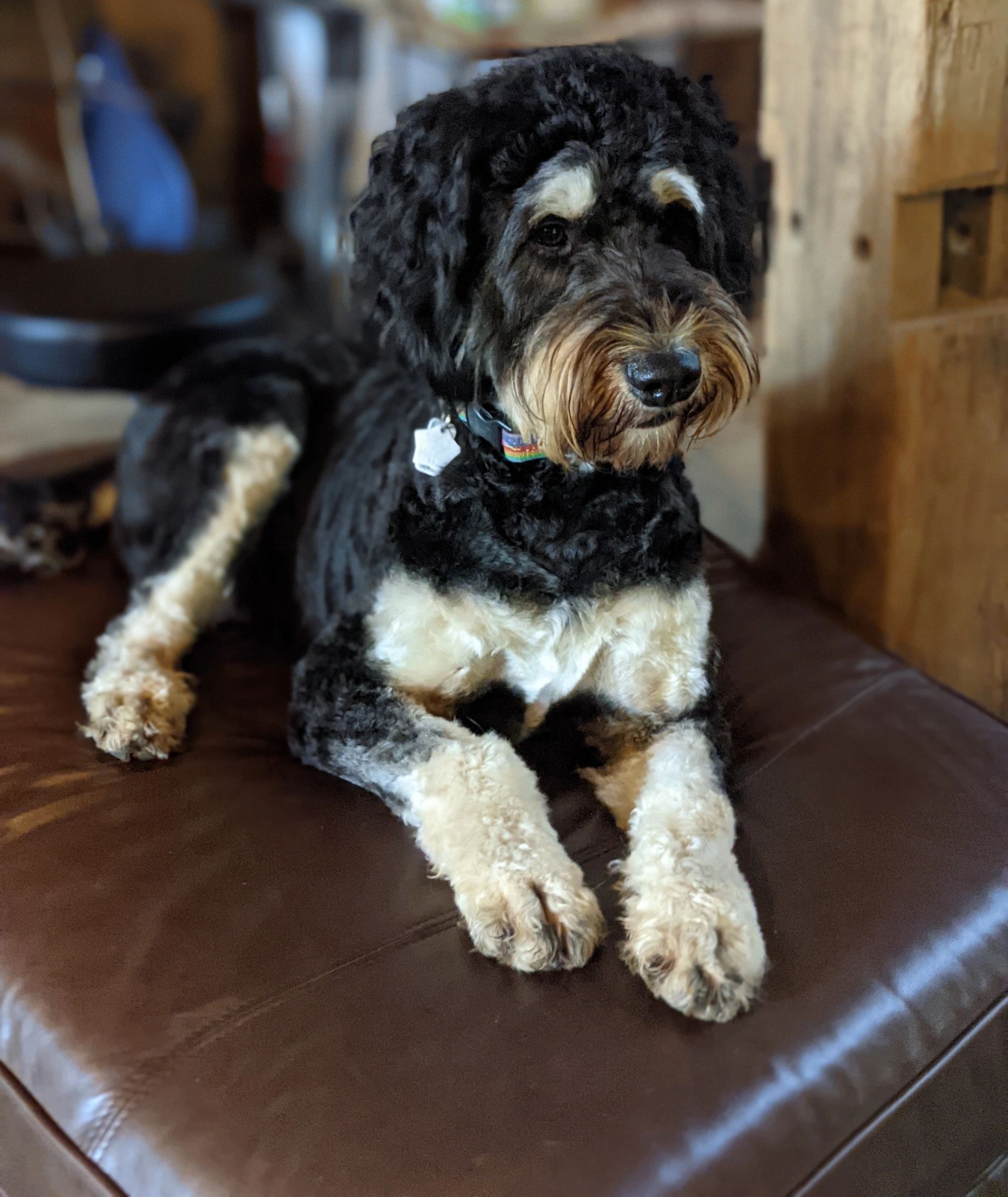 What Is A Phantom Bernedoodle