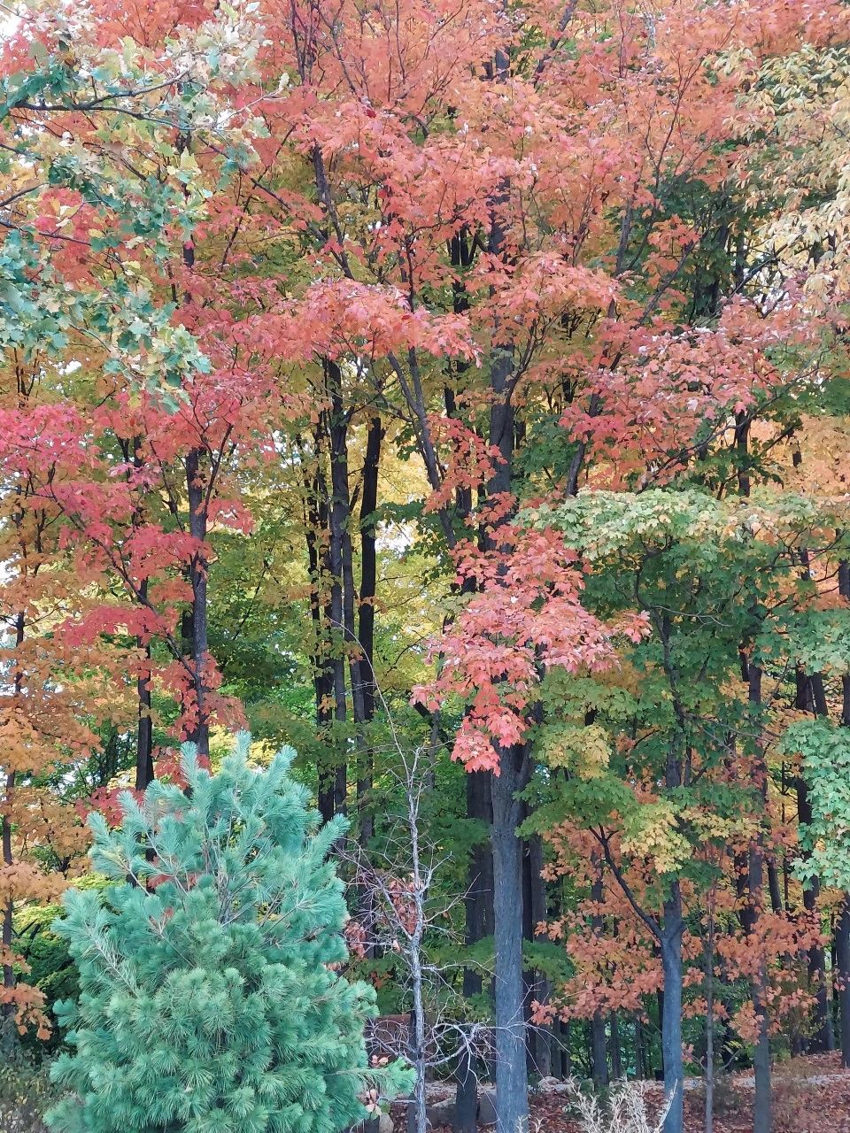 Nature Trails and Lake, Healing Garden - Milwaukee, Wisconsin