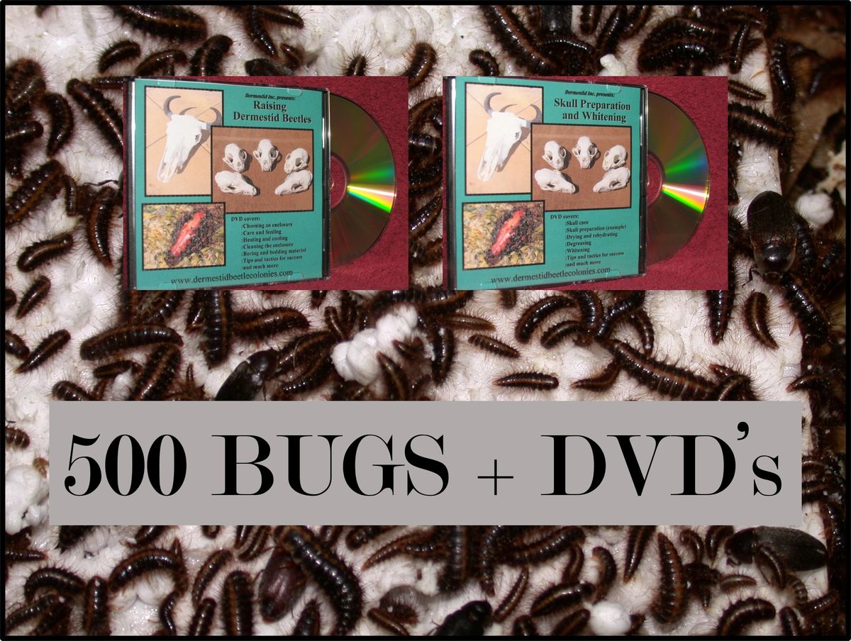 Combo Kit 1 (500 beetles plus DVDs)