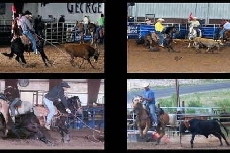 Springer Ranch FQH - Horse, Riding Horses, Roping Horses