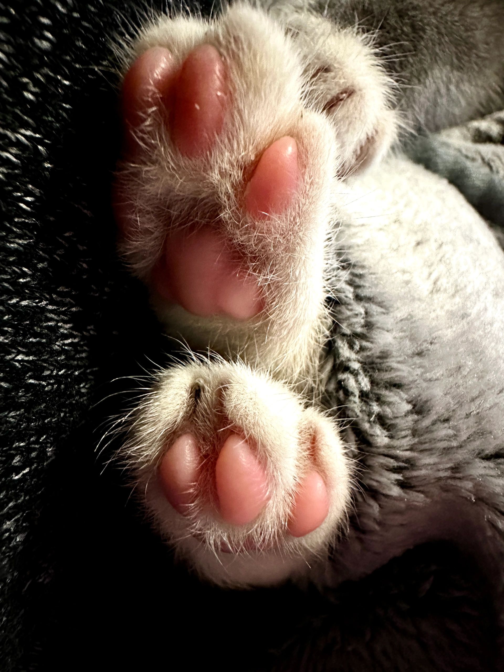 Soulful Zen Paws