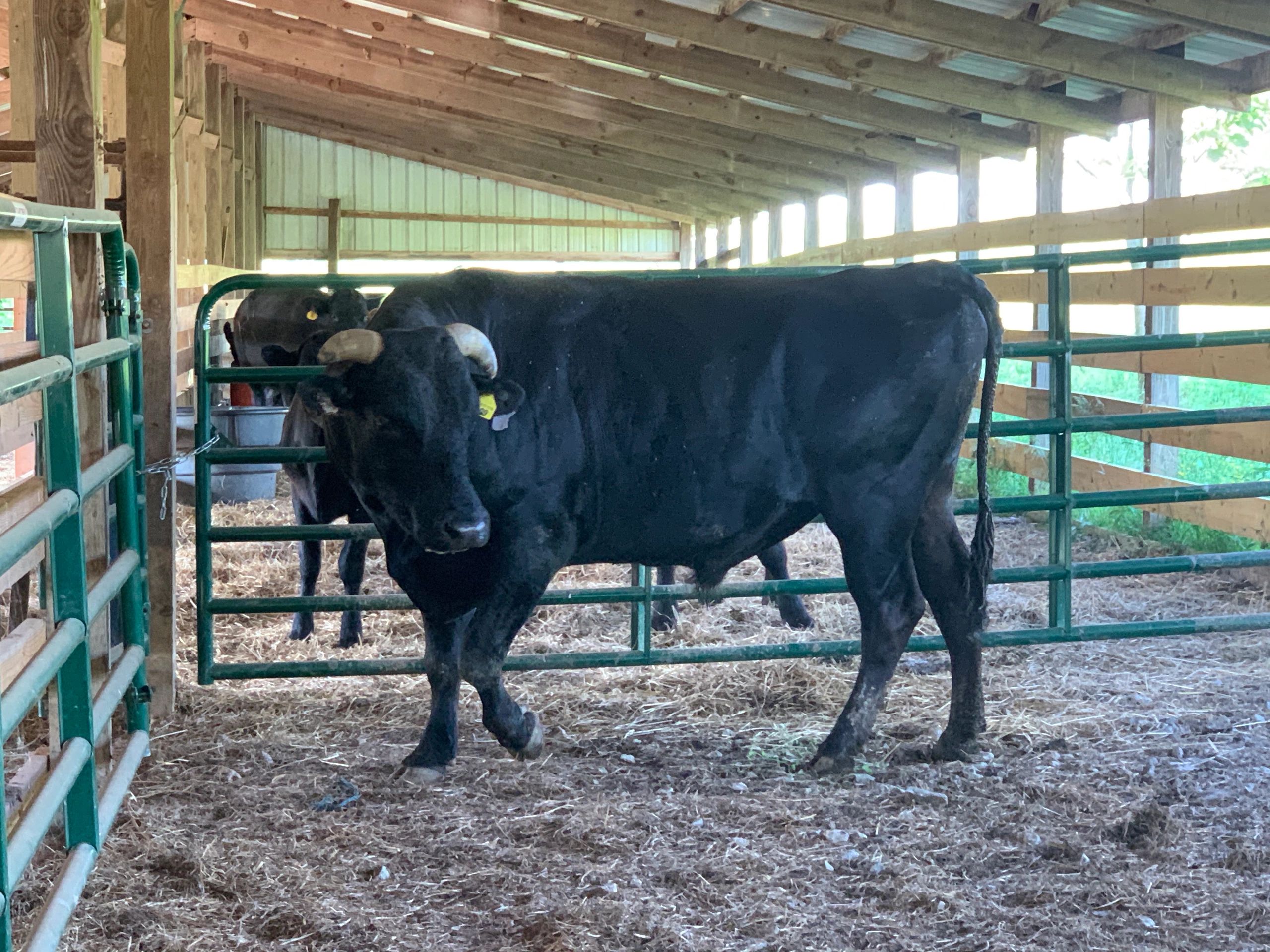 Kentucky Wagyu Beef - Grass Fed Grass Finished KY Wagyu Cows
