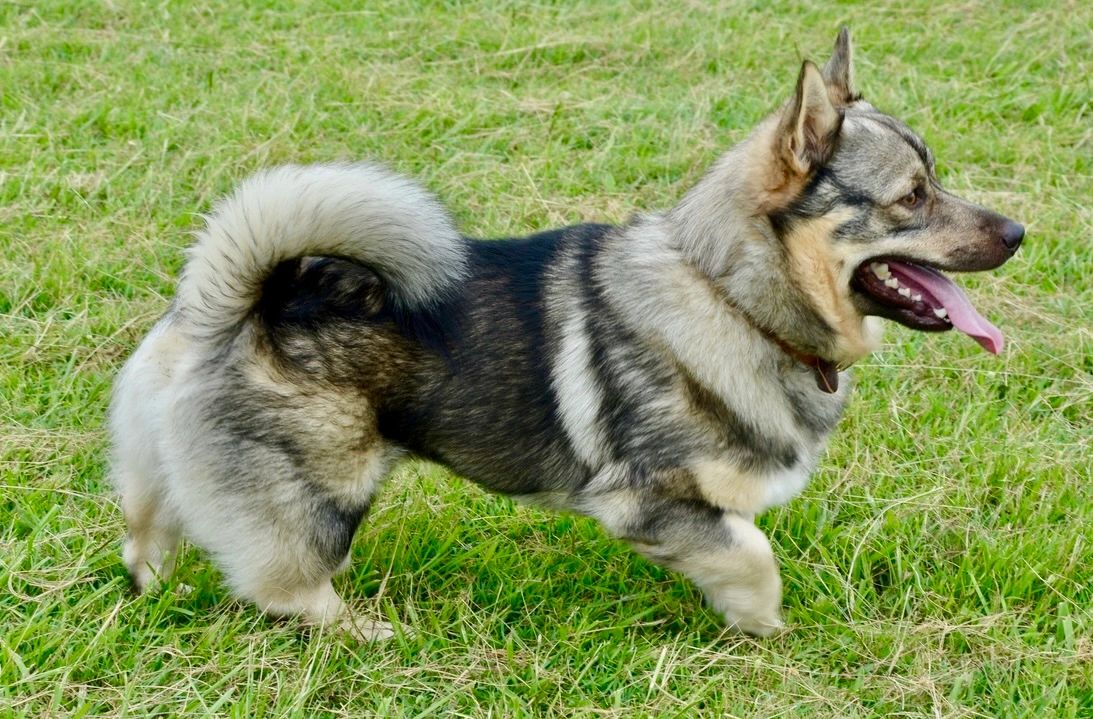 Swedish Vallhund Puppies for Sale in Australia