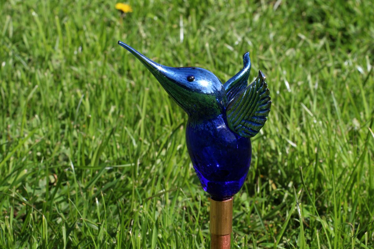 Royal blue hummingbird
