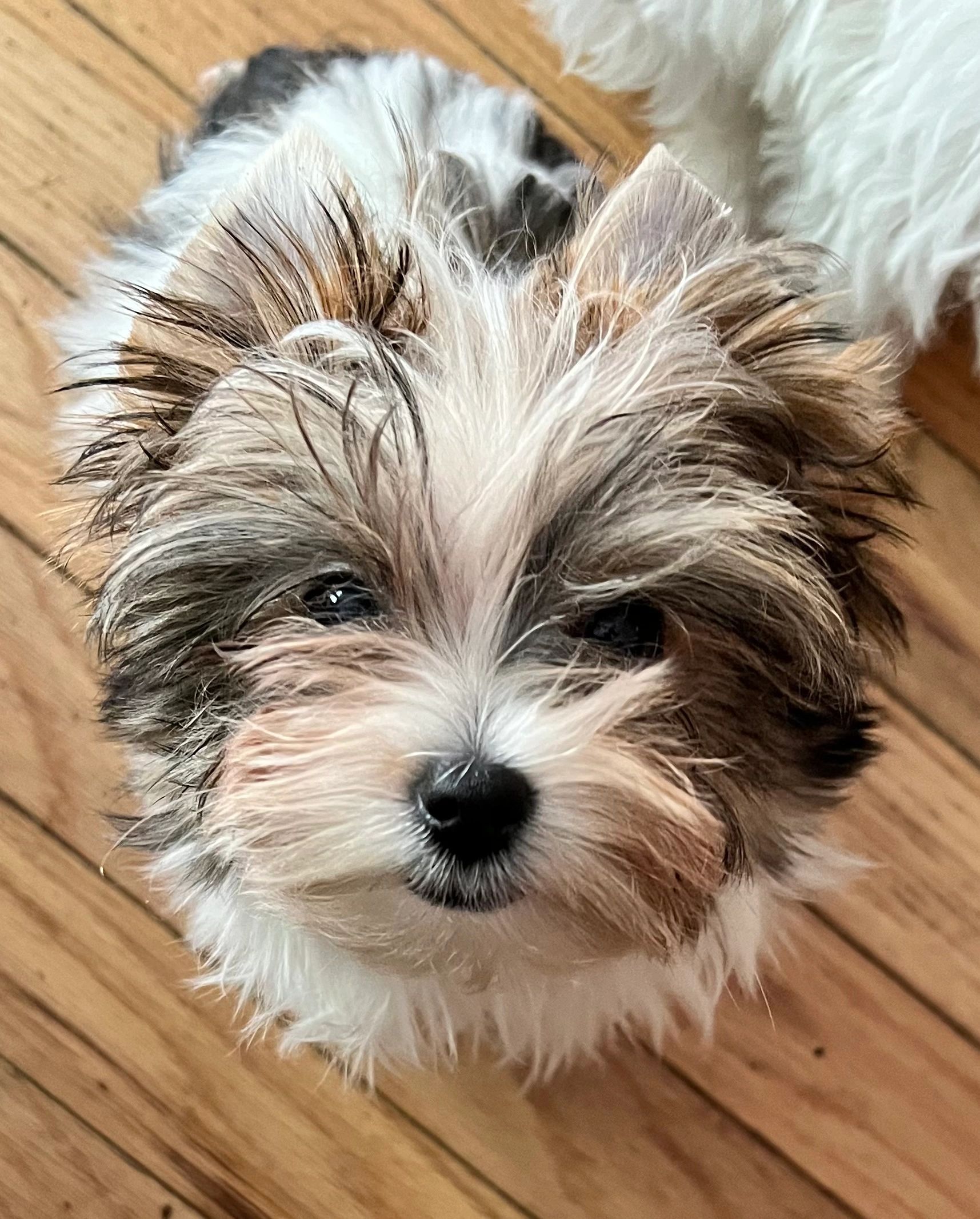 Upcoming Breeders | Rainbow Bliss Yorkies