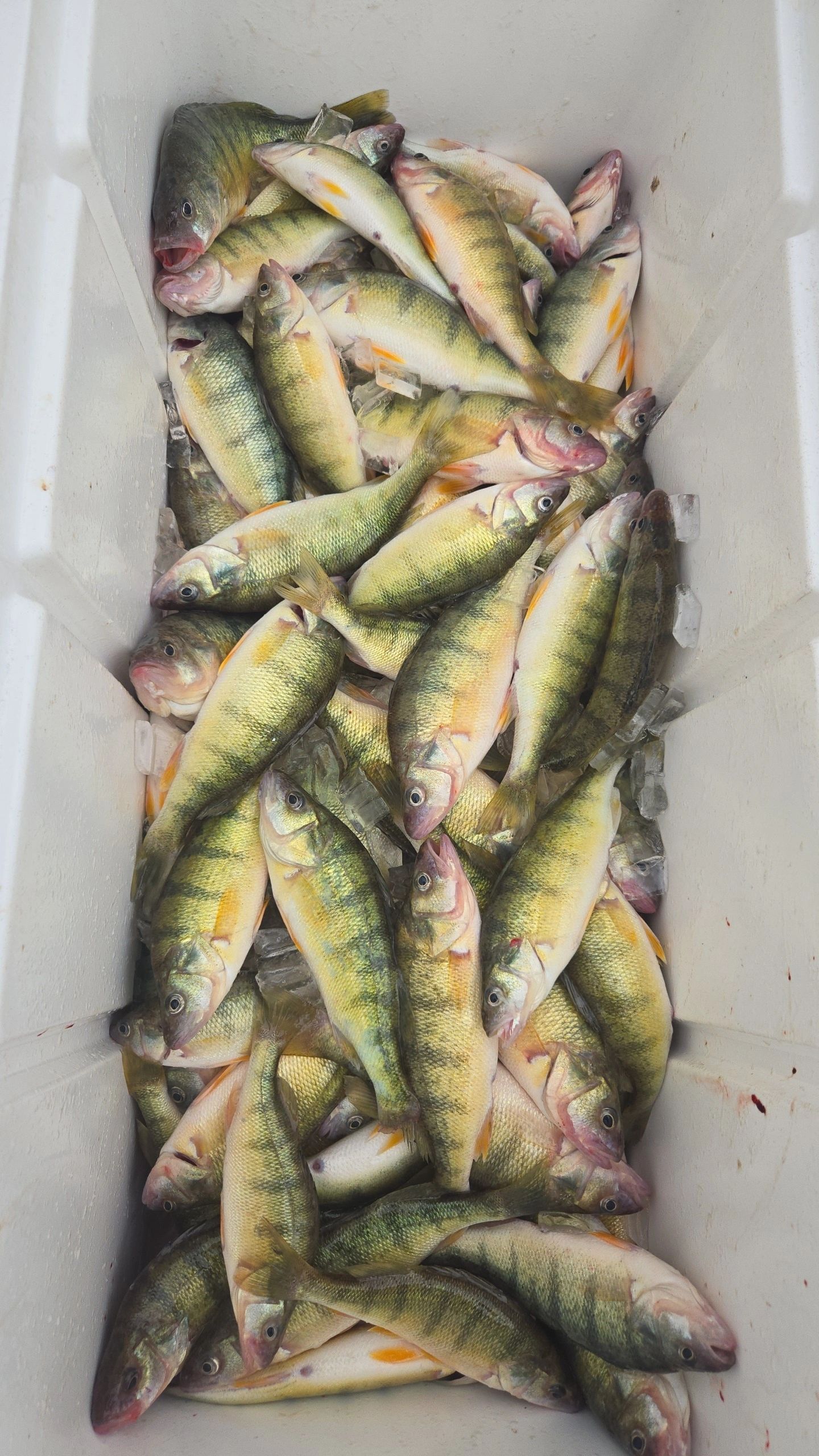 August Lake Erie Fishing Report