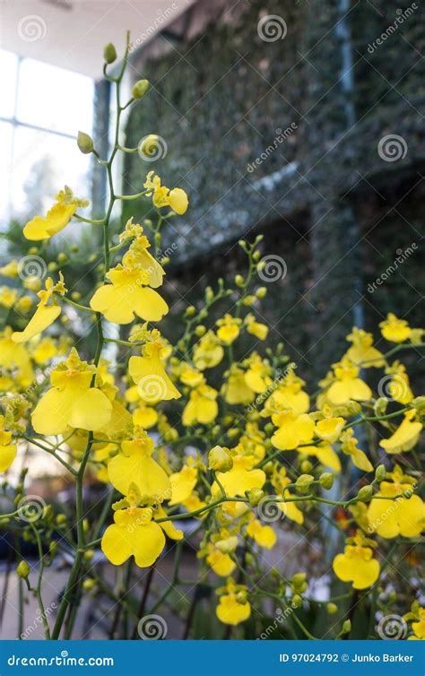 Blooming Size, Onc Sweet Sugar 'Lemon Drop, Just Repotted, shipping ...