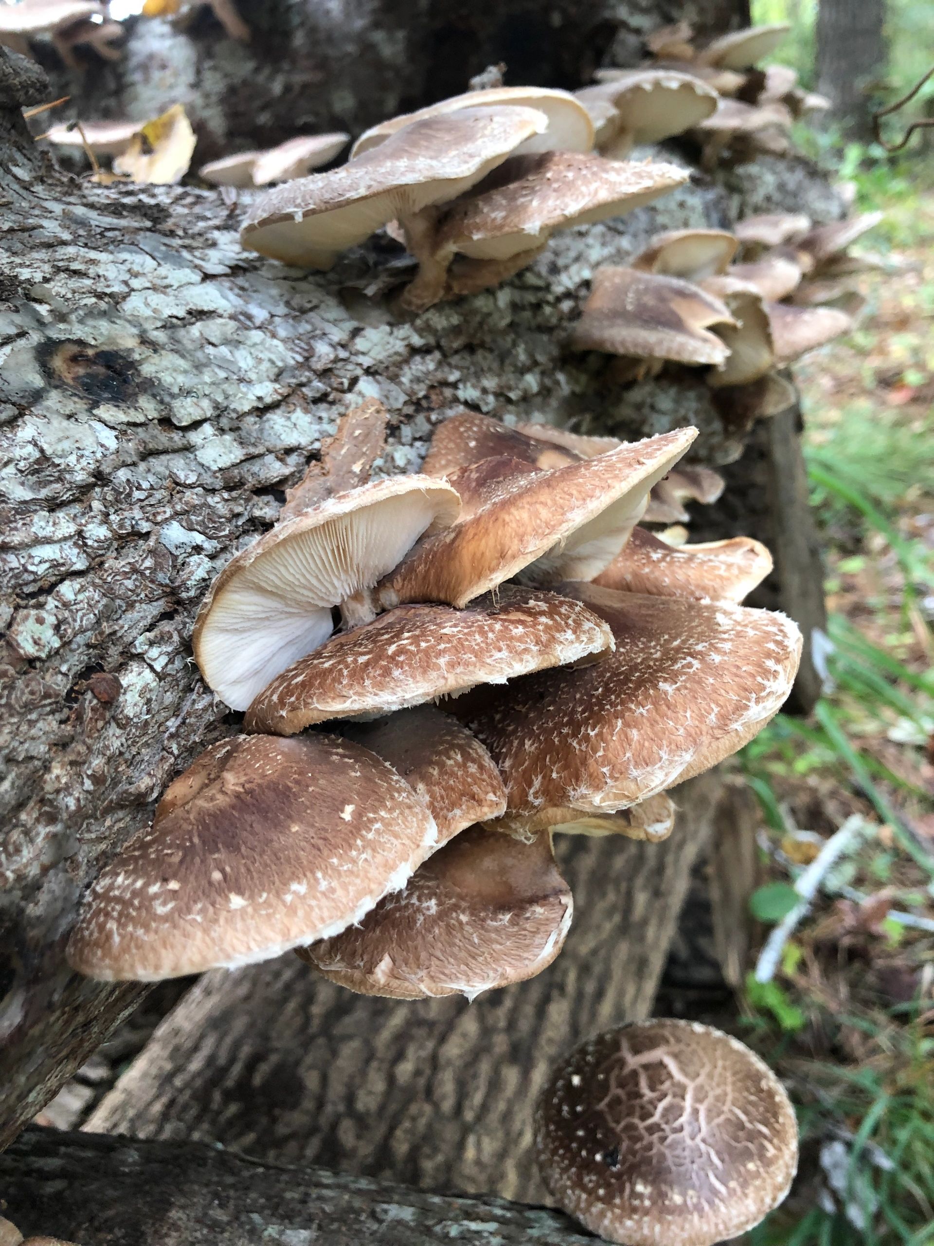Indigo Farms Market - Farm, Produce, Organic