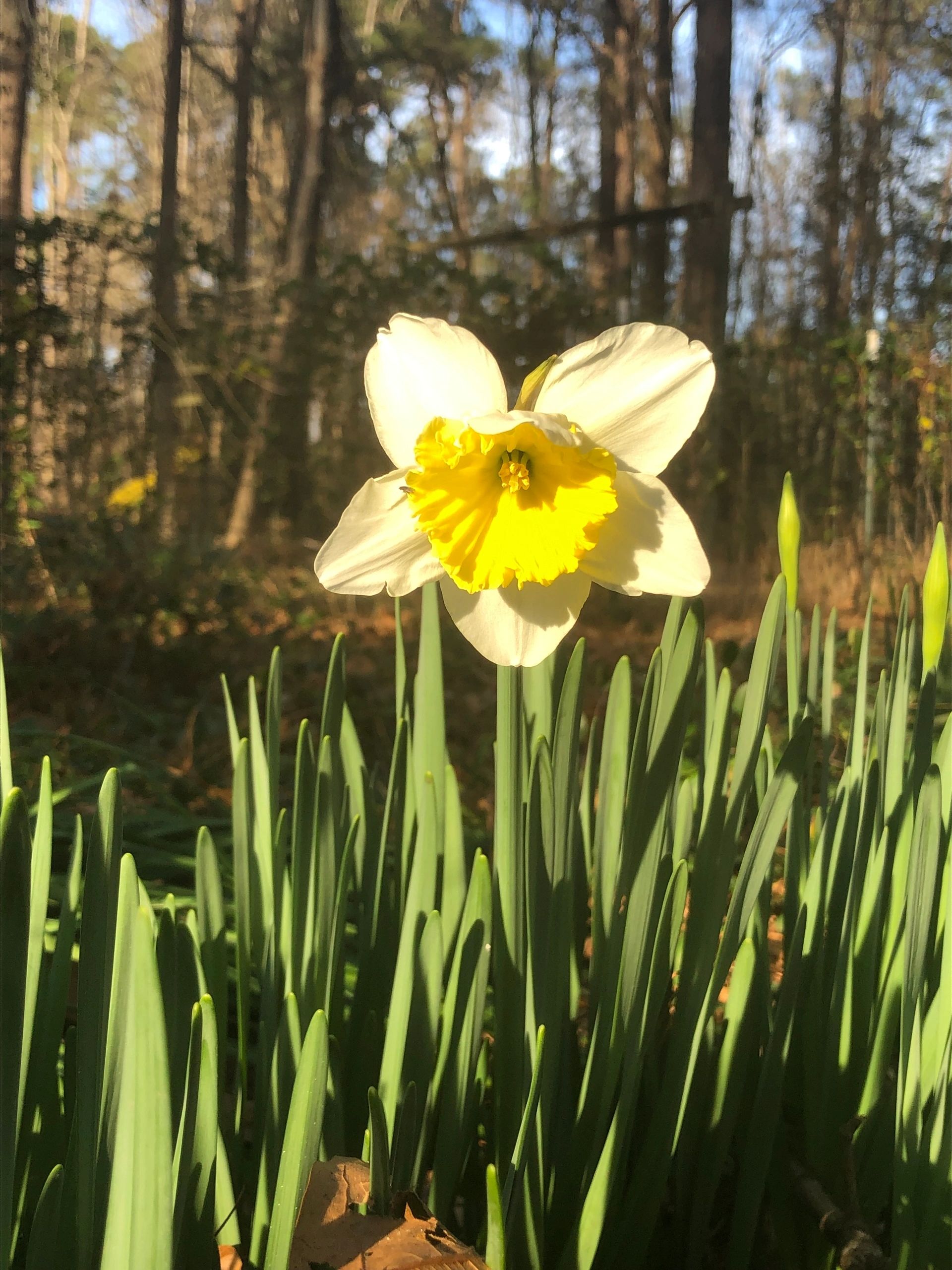 The Reawakening Season