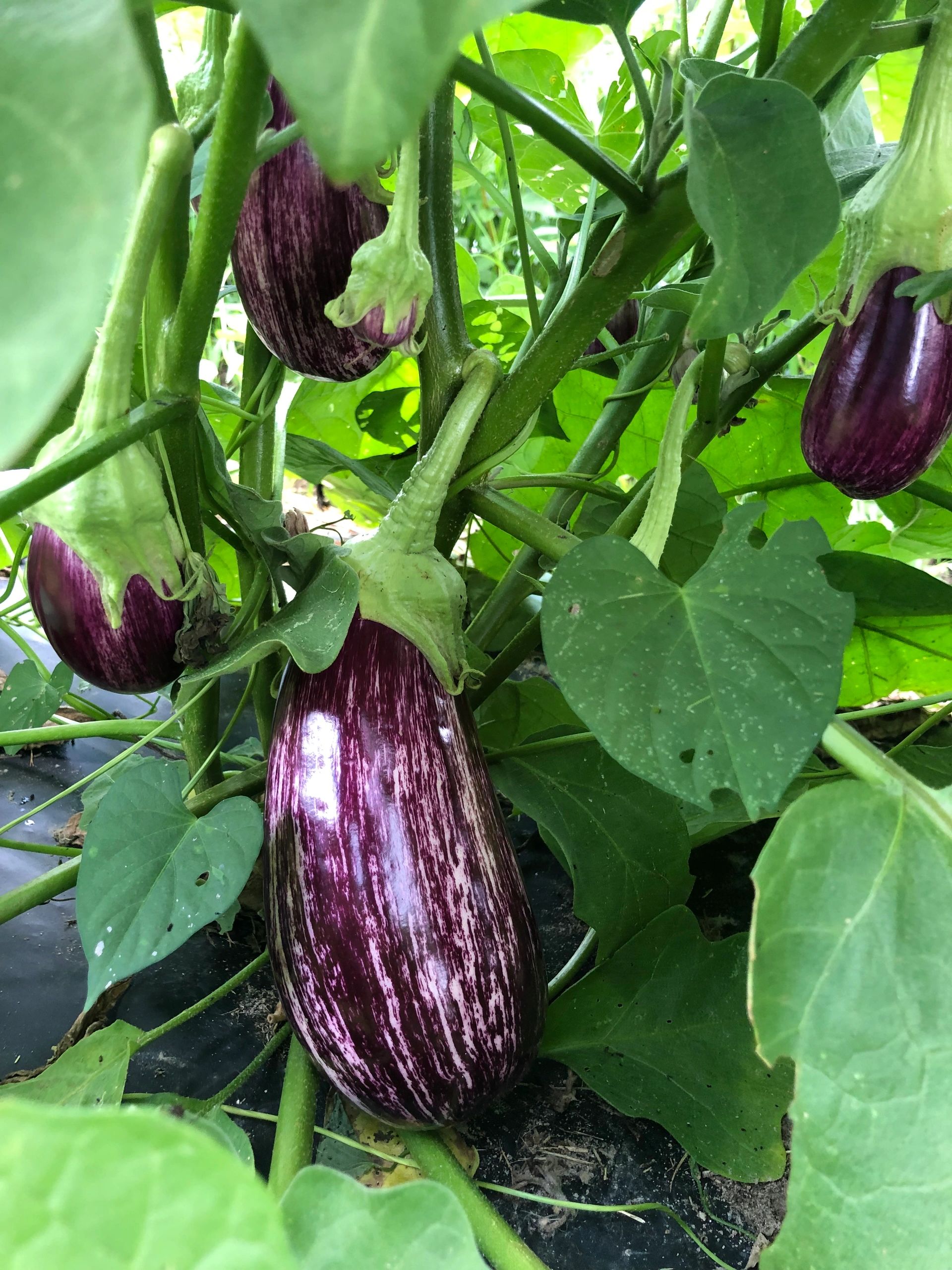 Indigo Farms Market - Farm, Produce, Organic