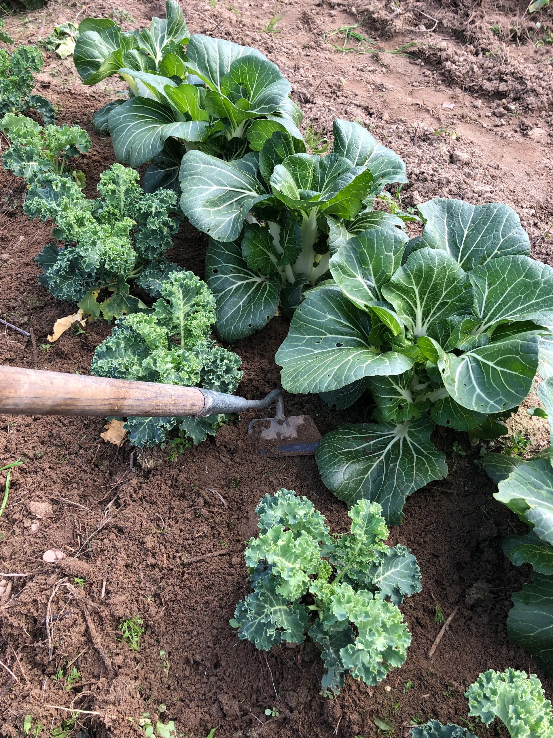 Indigo Farms Market - Farm, Produce, Organic