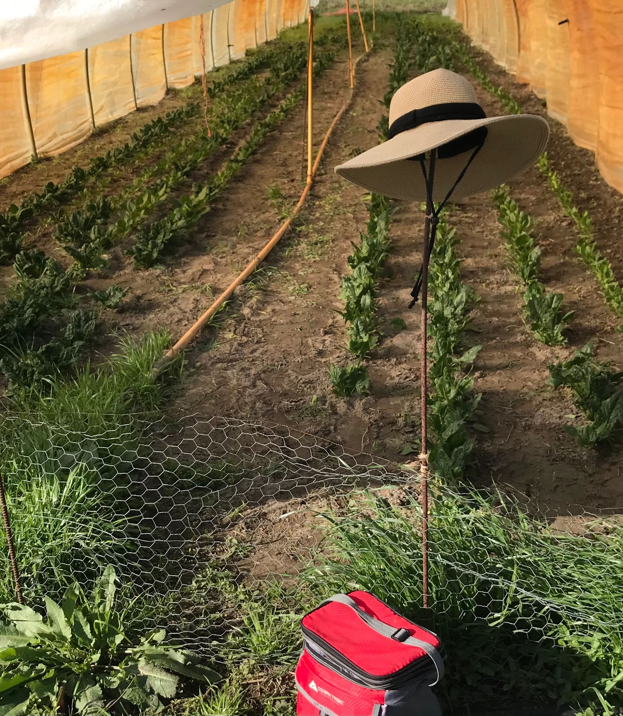 Indigo Farms Market - Farm, Produce, Organic