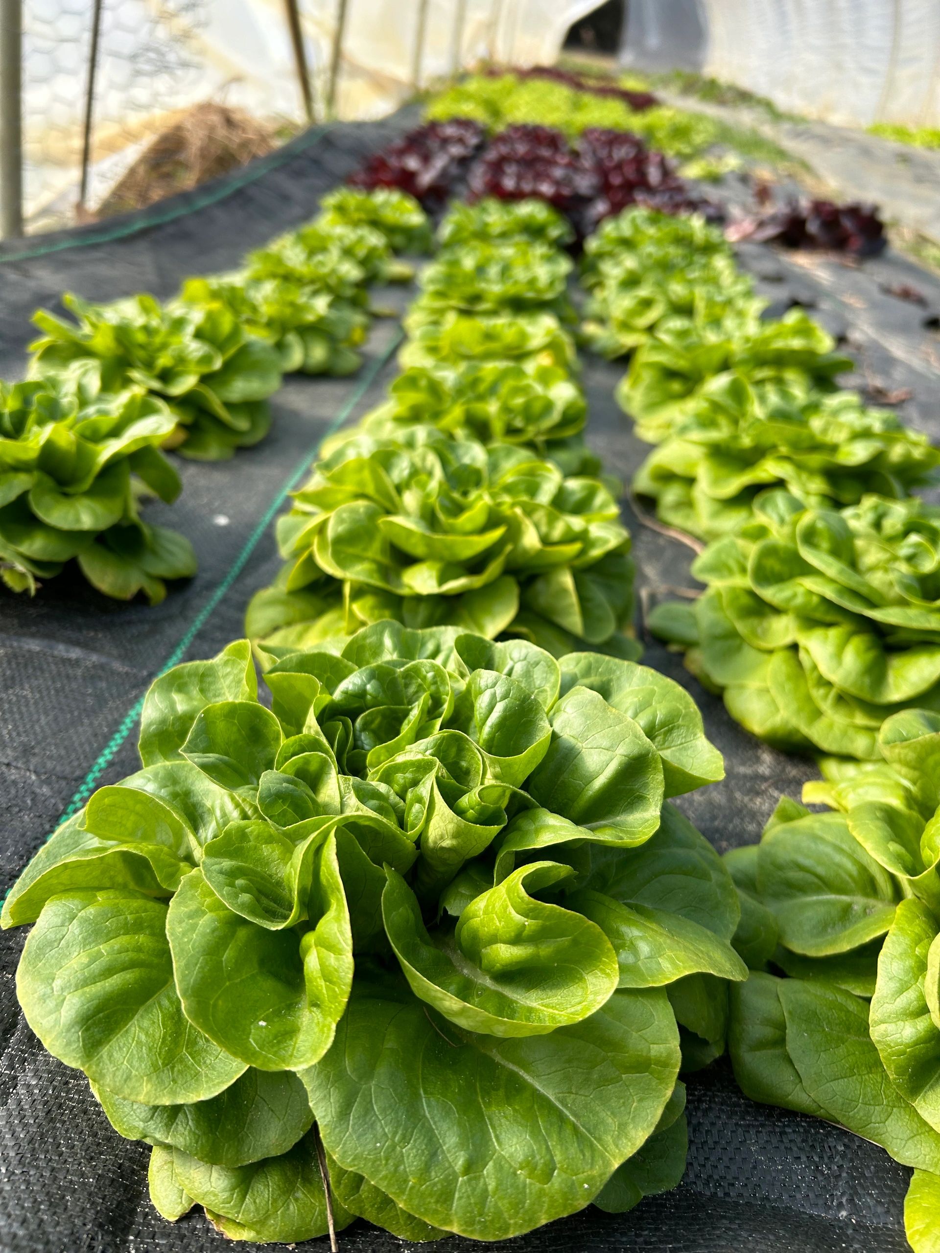 Indigo Farms Market - Farm, Produce, Organic