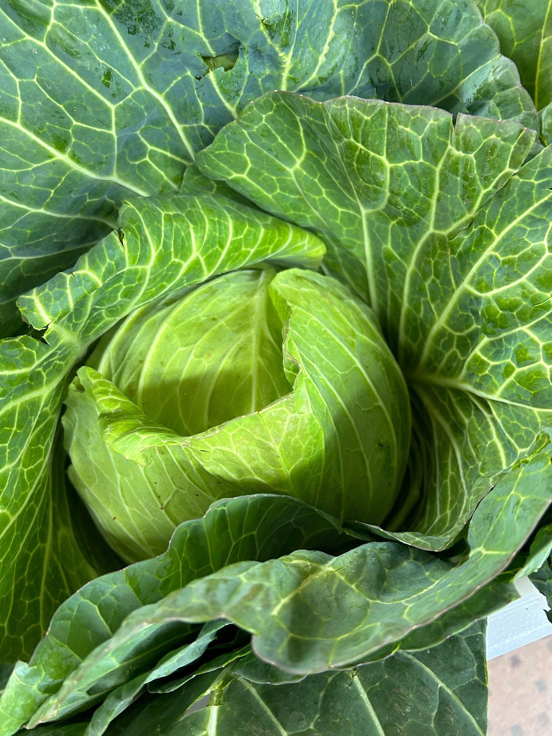 Indigo Farms Market - Farm, Produce, Organic