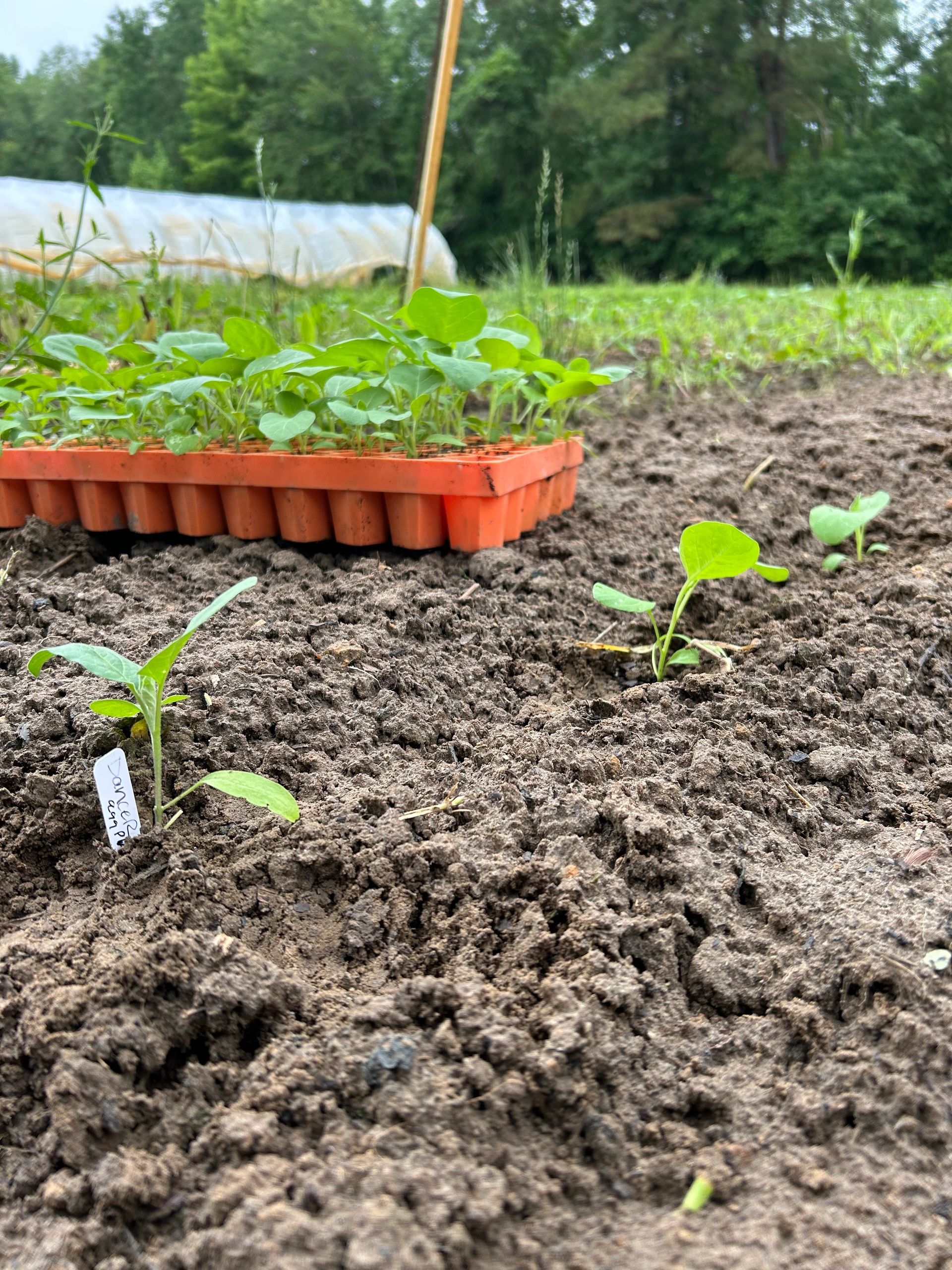 Indigo Farms Market - Farm, Produce, Organic
