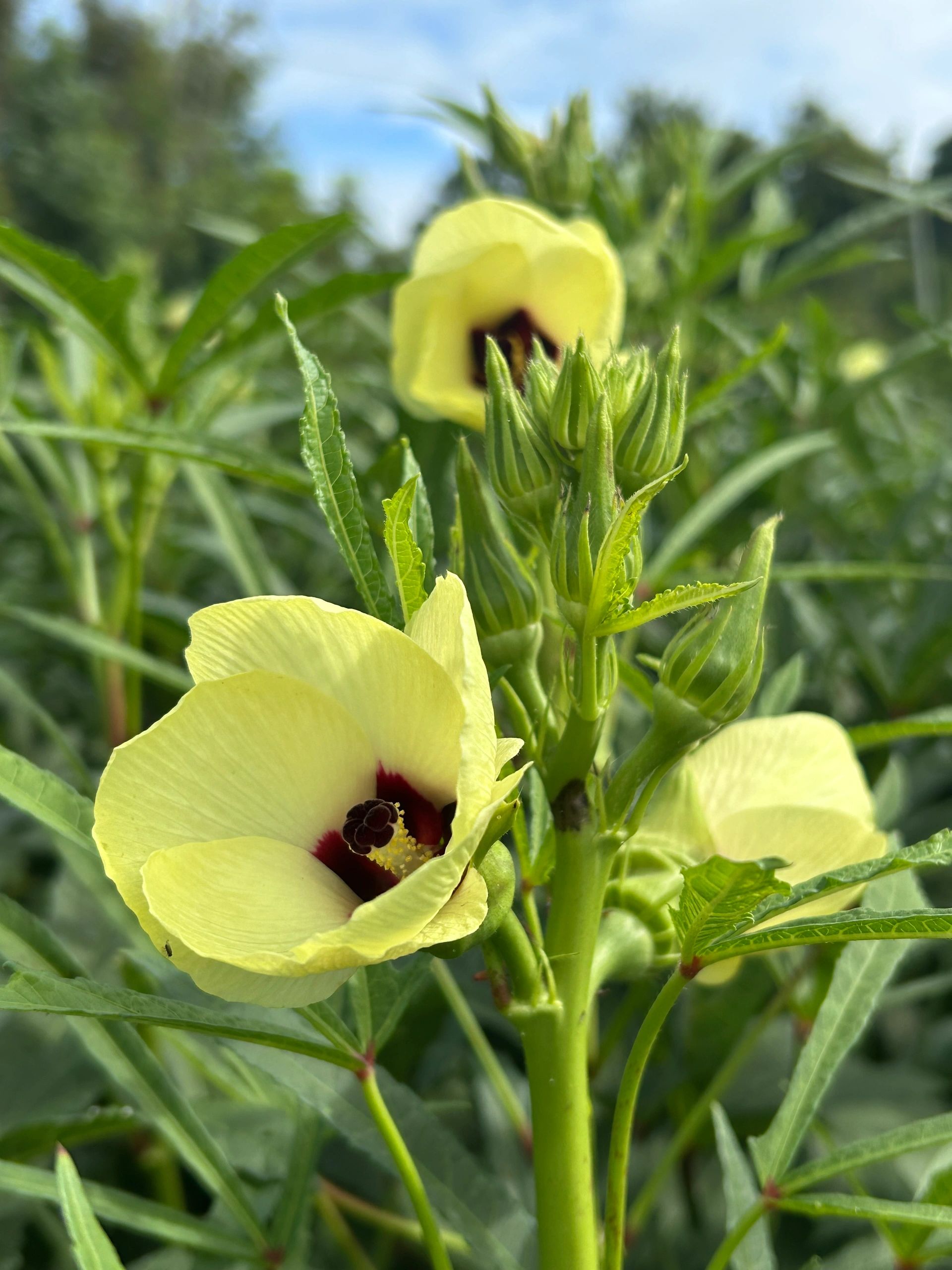 Indigo Farms Market - Farm, Produce, Organic