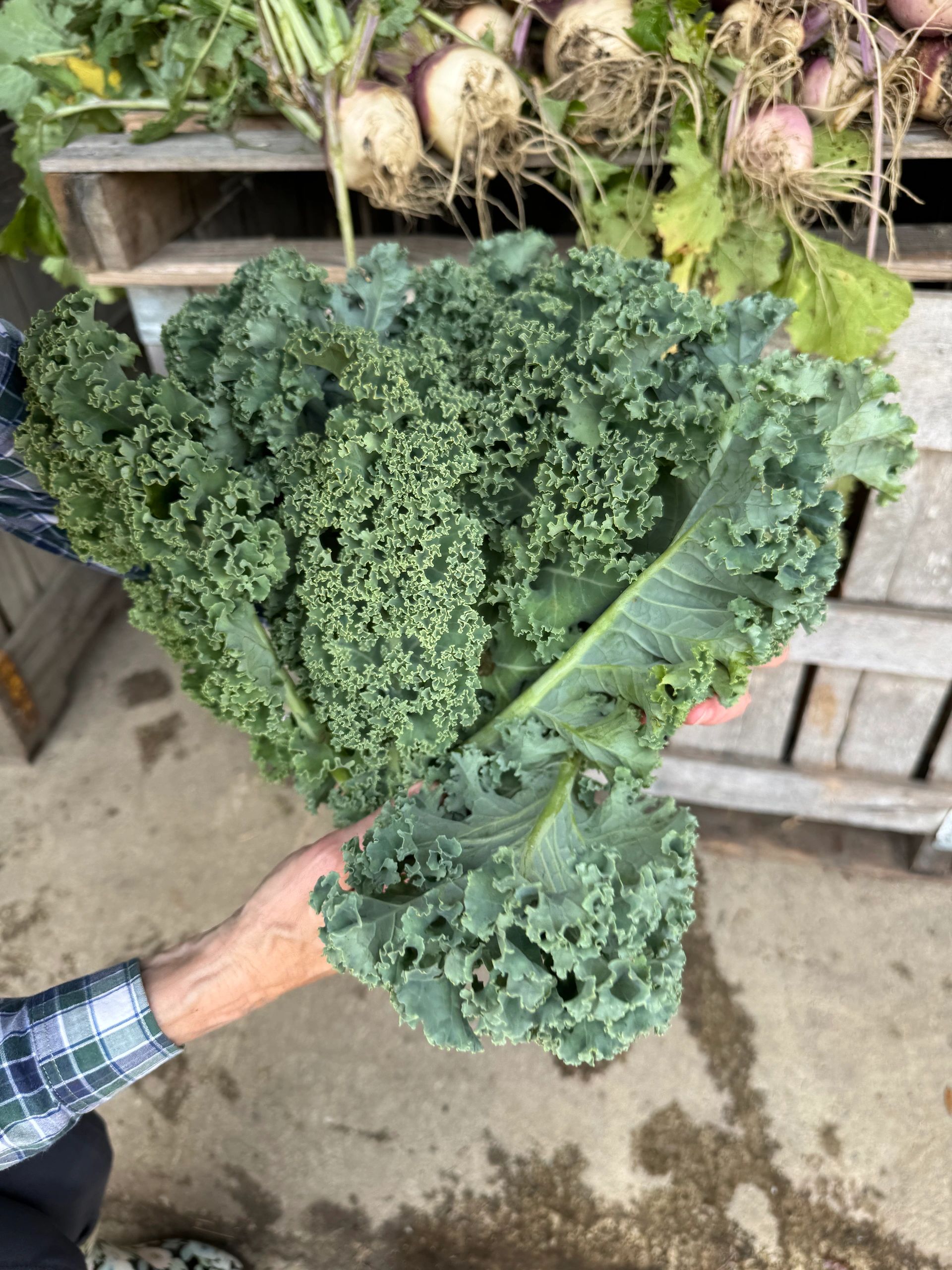 Indigo Farms Market - Farm, Produce, Organic