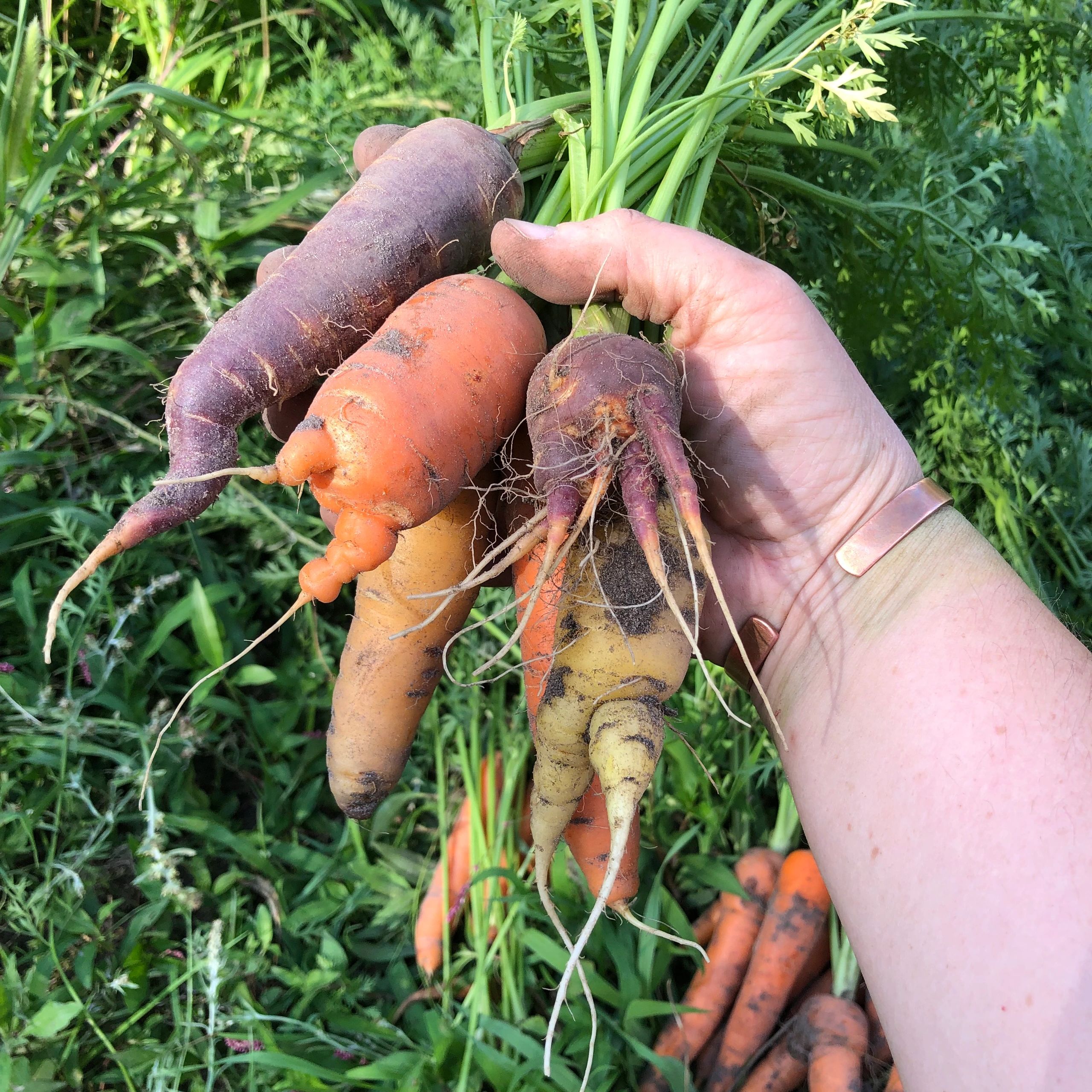 Indigo Farms Market - Farm, Produce, Organic