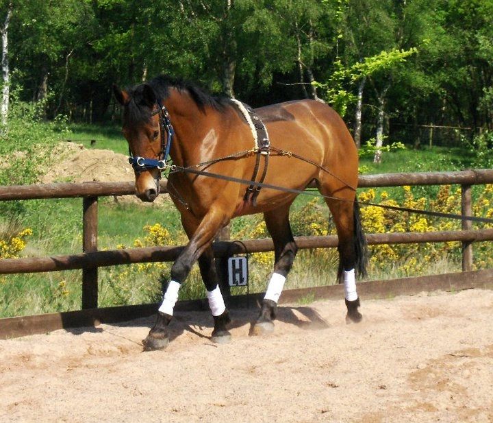 Why The EquiAmi is different from other lunge aids