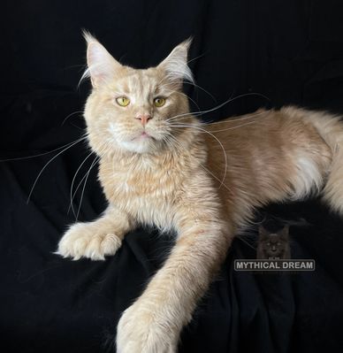 Kings | Mythical Dream Maine Coon Cattery