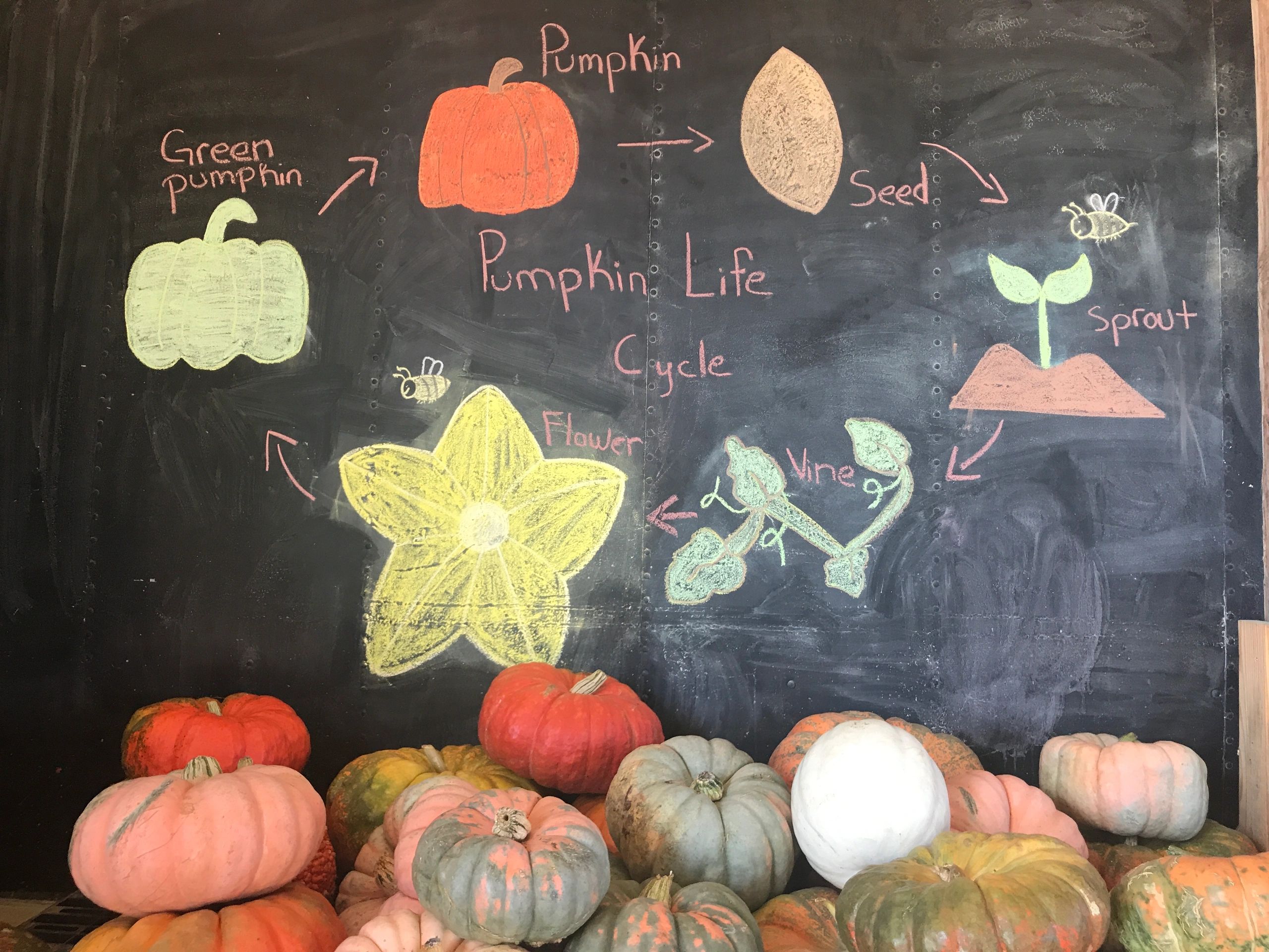 Howard Family Farm - Pick Strawberries, Pumpkin Patch