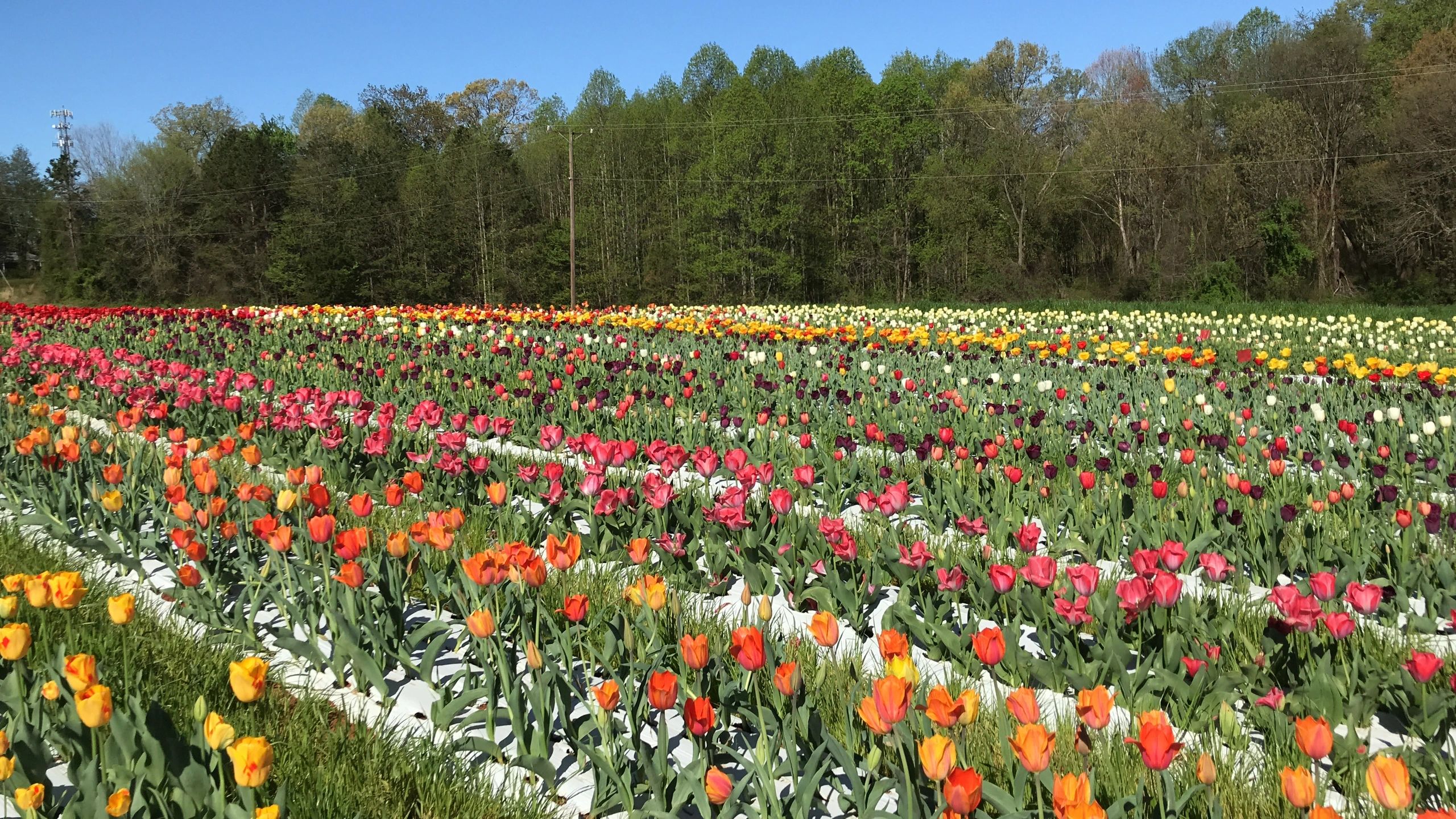 Howard Family Farm - Pick Strawberries, Pumpkin Patch