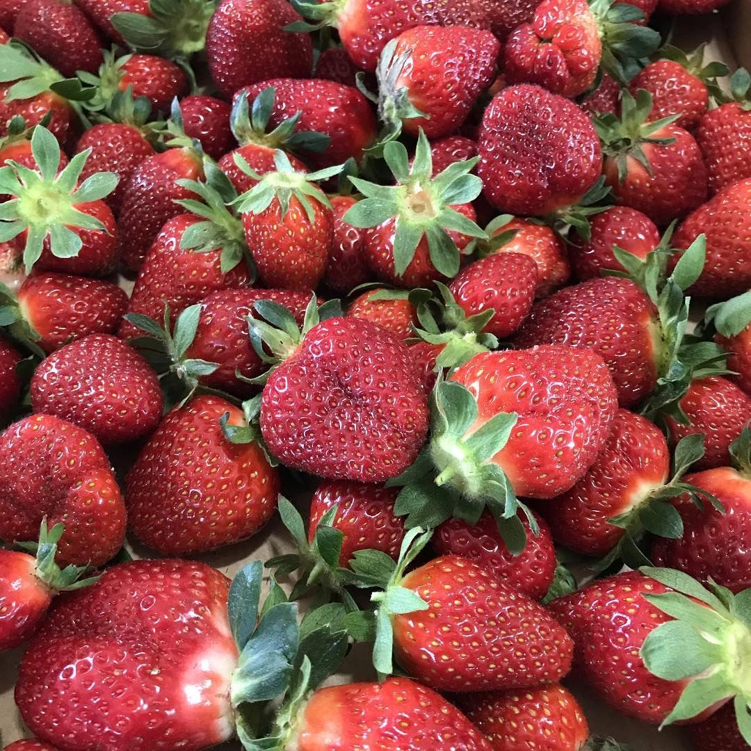 Howard Family Farm - Pick Strawberries, Pumpkin Patch