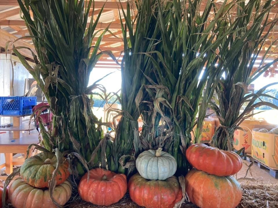 Howard Family Farm - Pick Strawberries, Pumpkin Patch