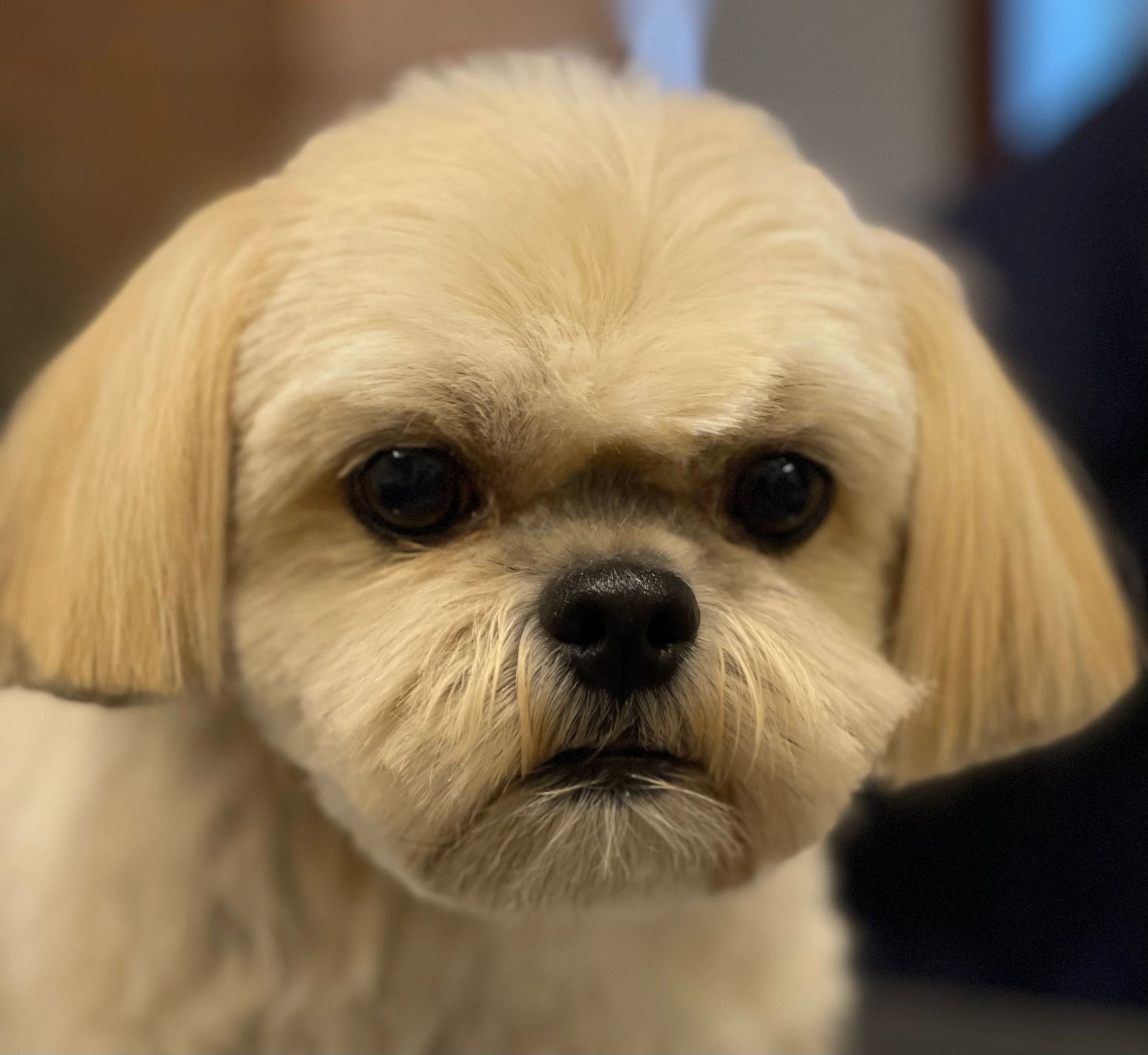 Shearer Magic Pet Grooming