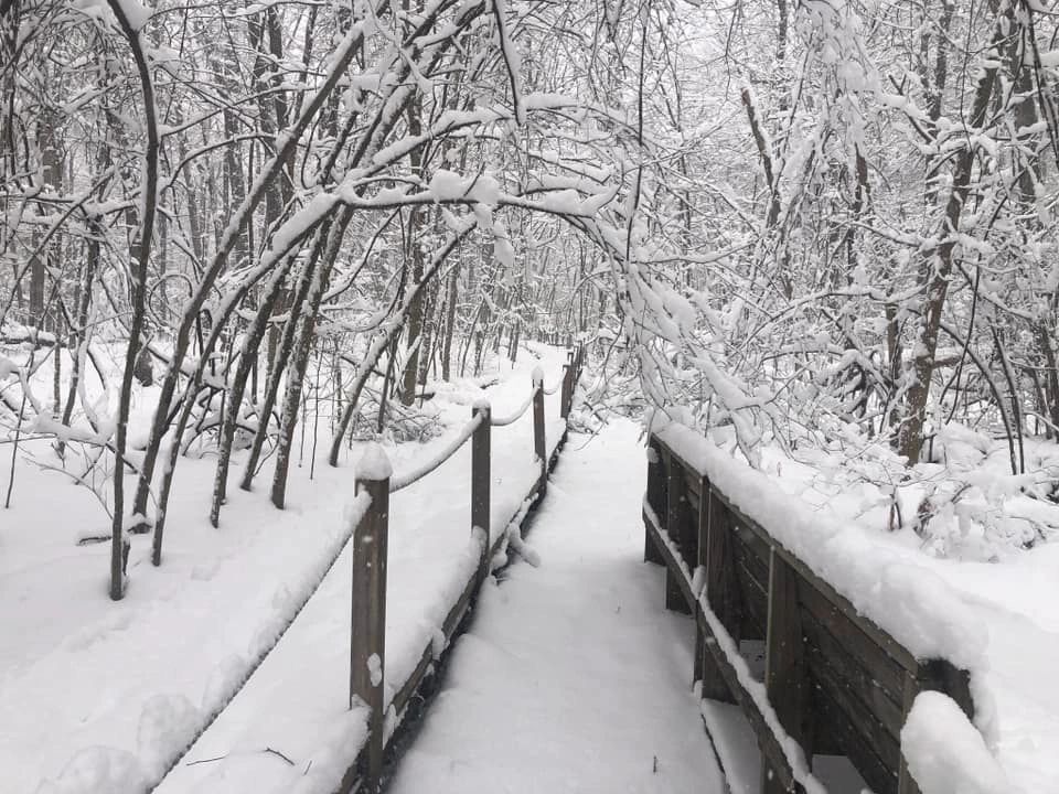 Get light, even if it's cold: explore winter nature in Worcester