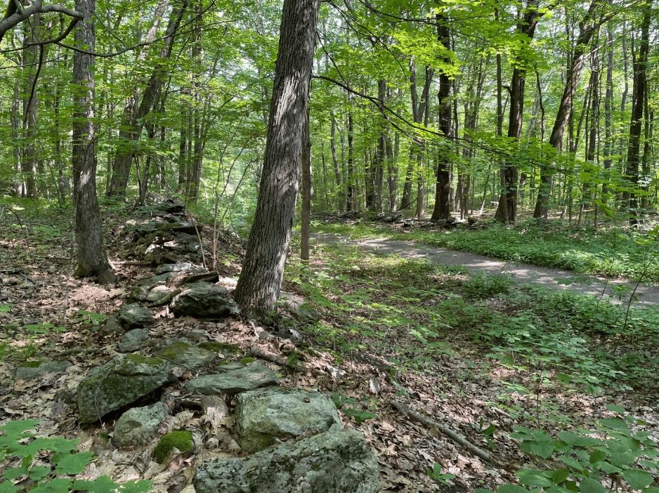 City's tree canopy study reveals key data for conservation