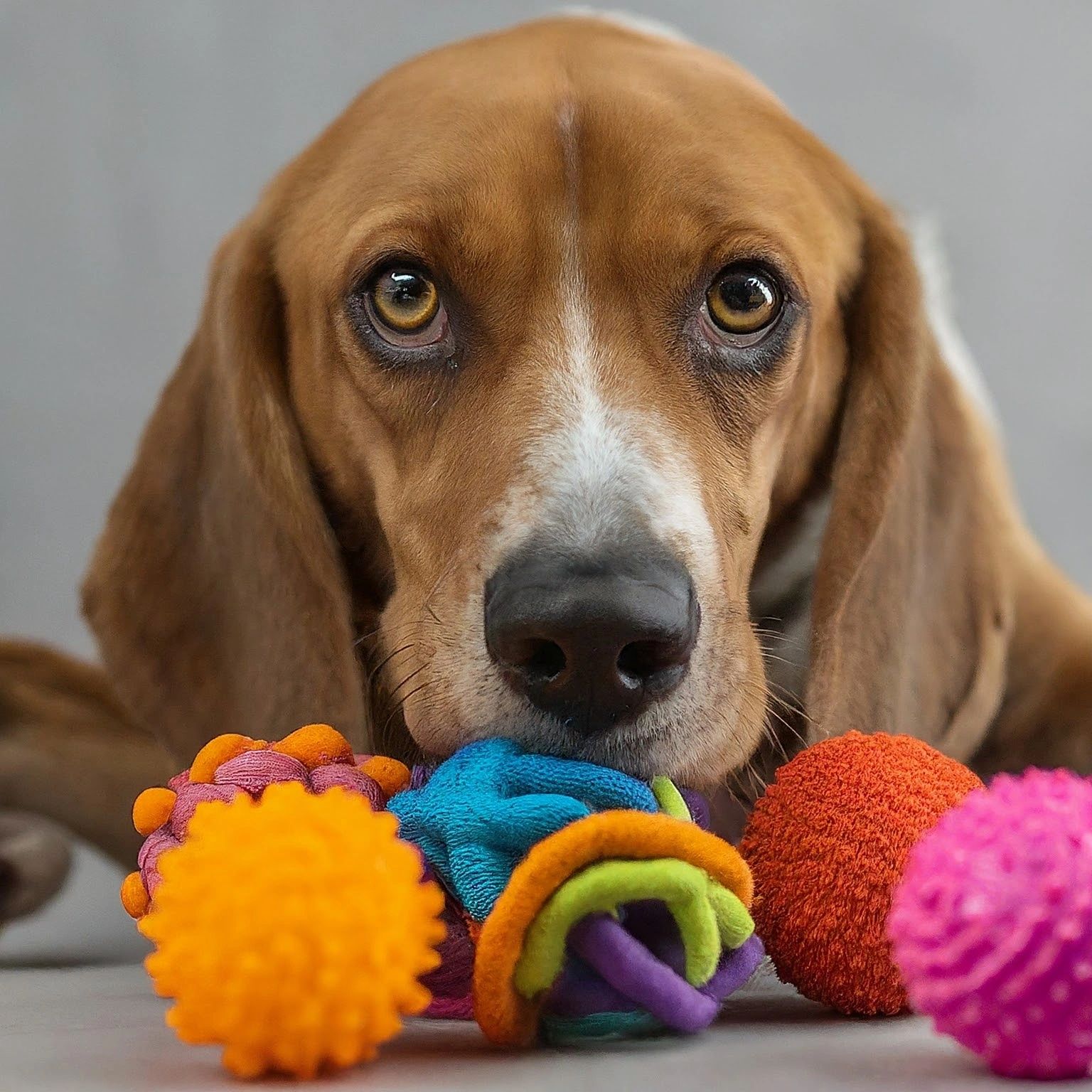 Pet Type | Paw Checkers