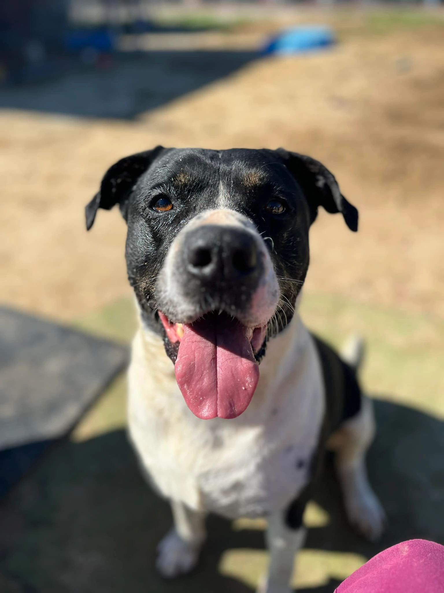 Support Our Shelter, Marion, SC - Pet Adoption, Animal Shelter