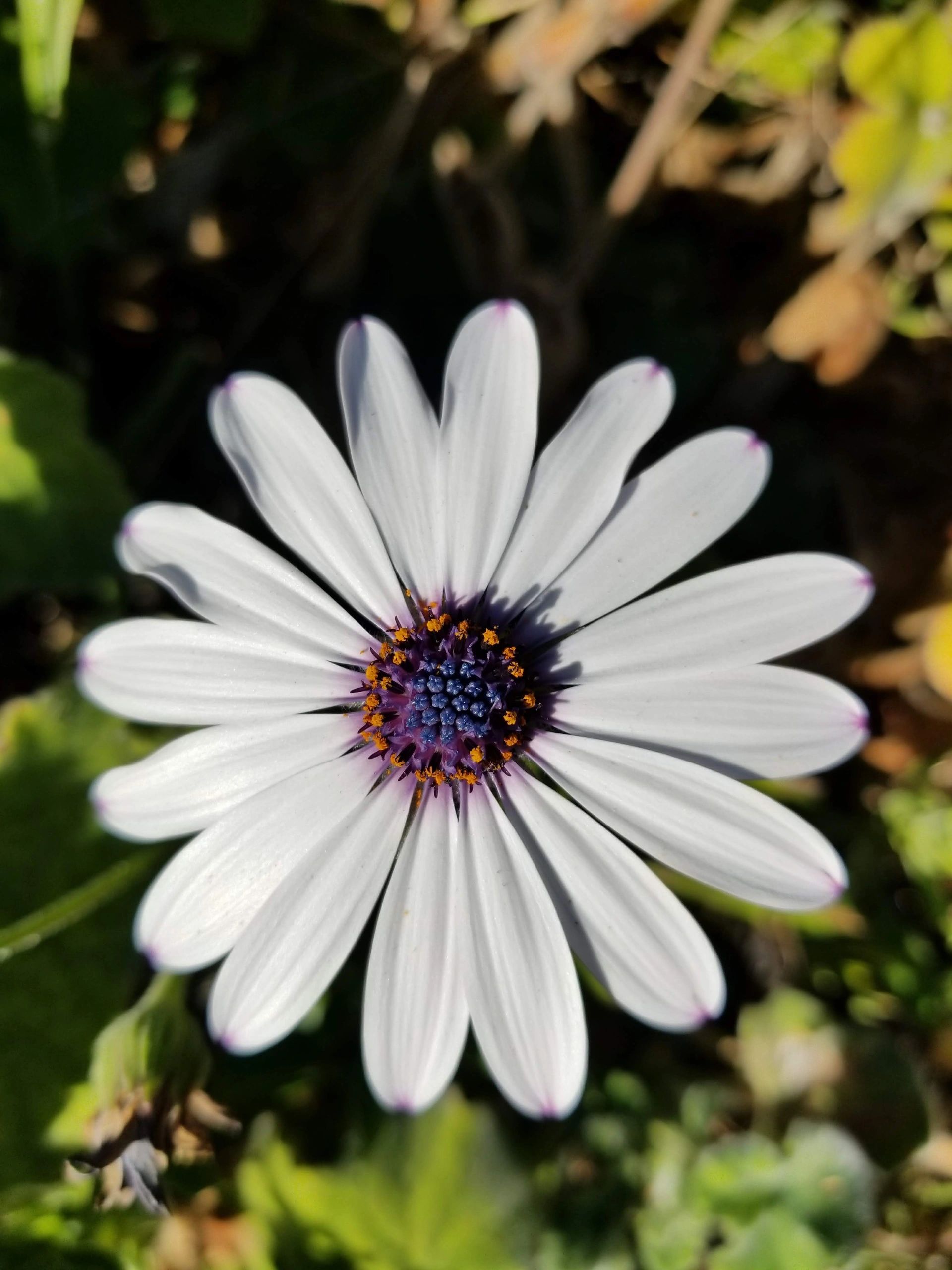 eHerbarium | a digital herbarium & plant identification app