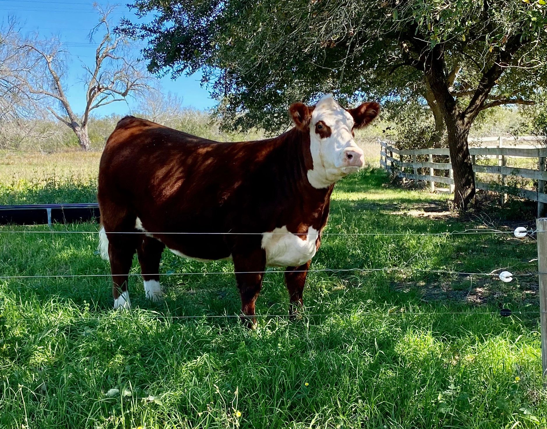 Show Heifer for Sale - Bryan Cattle Company | Bryan Cattle Company