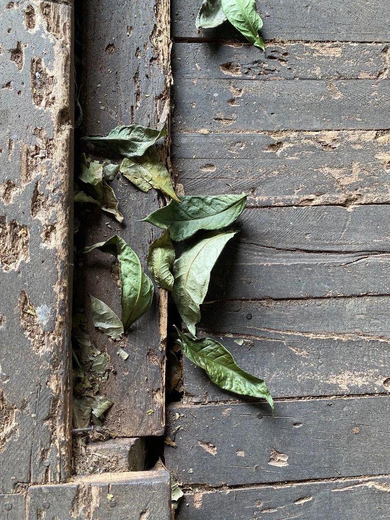 Un repaso por la Historia del Té en el Perú