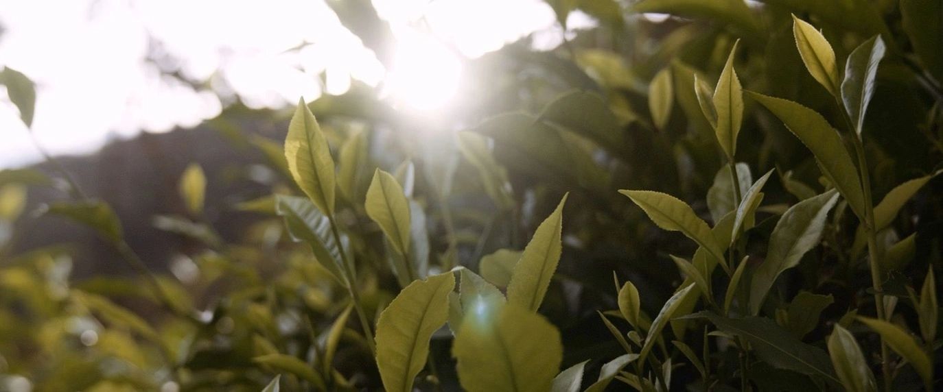 Proyecto Teanina : El Té Artesanal Peruano - Inicio