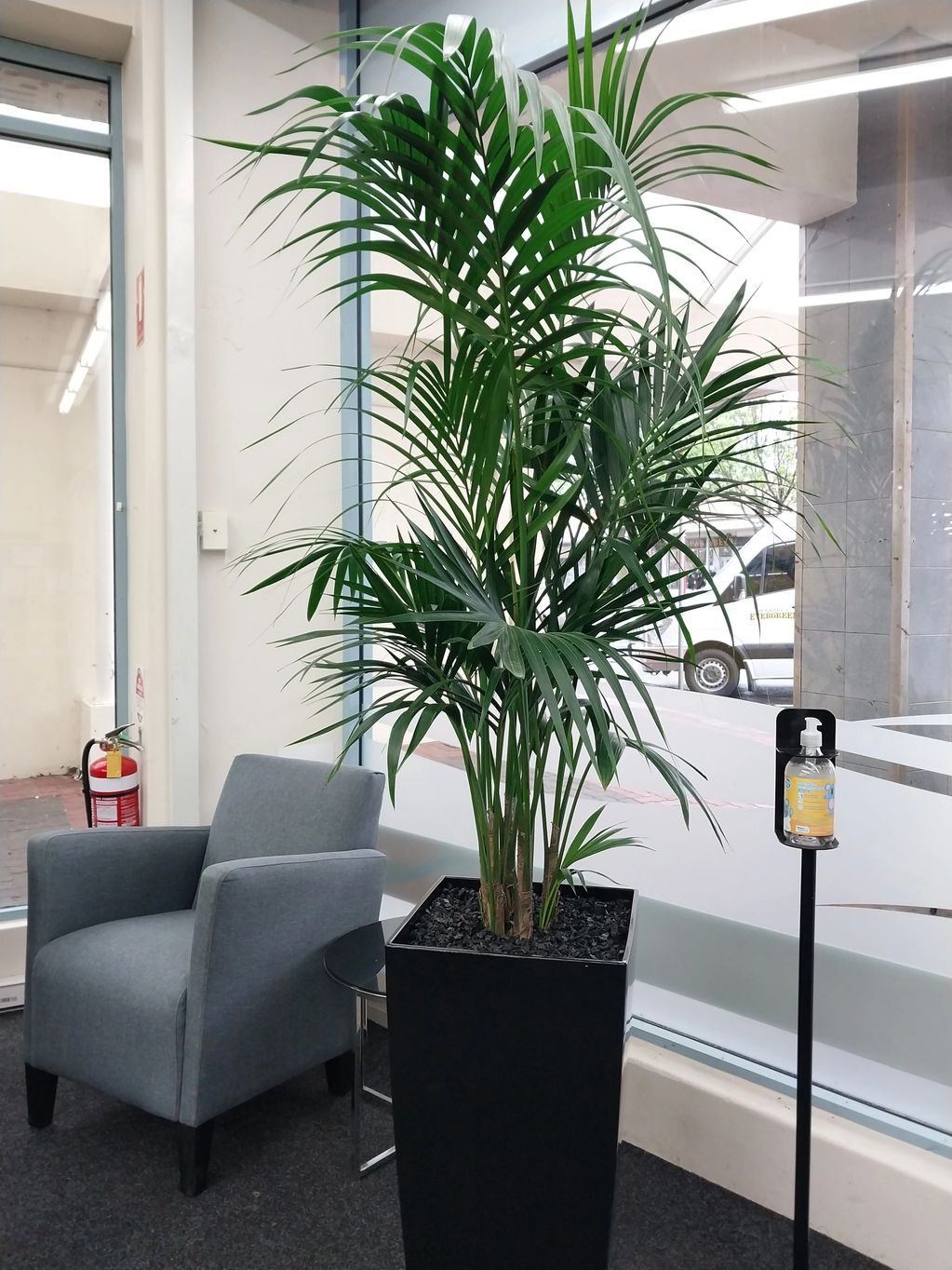 Examples of plants | BOLWARRA EVERGREEN