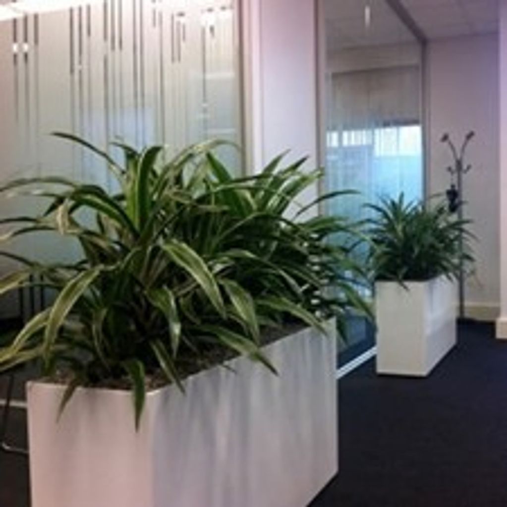 Examples of plants | BOLWARRA EVERGREEN