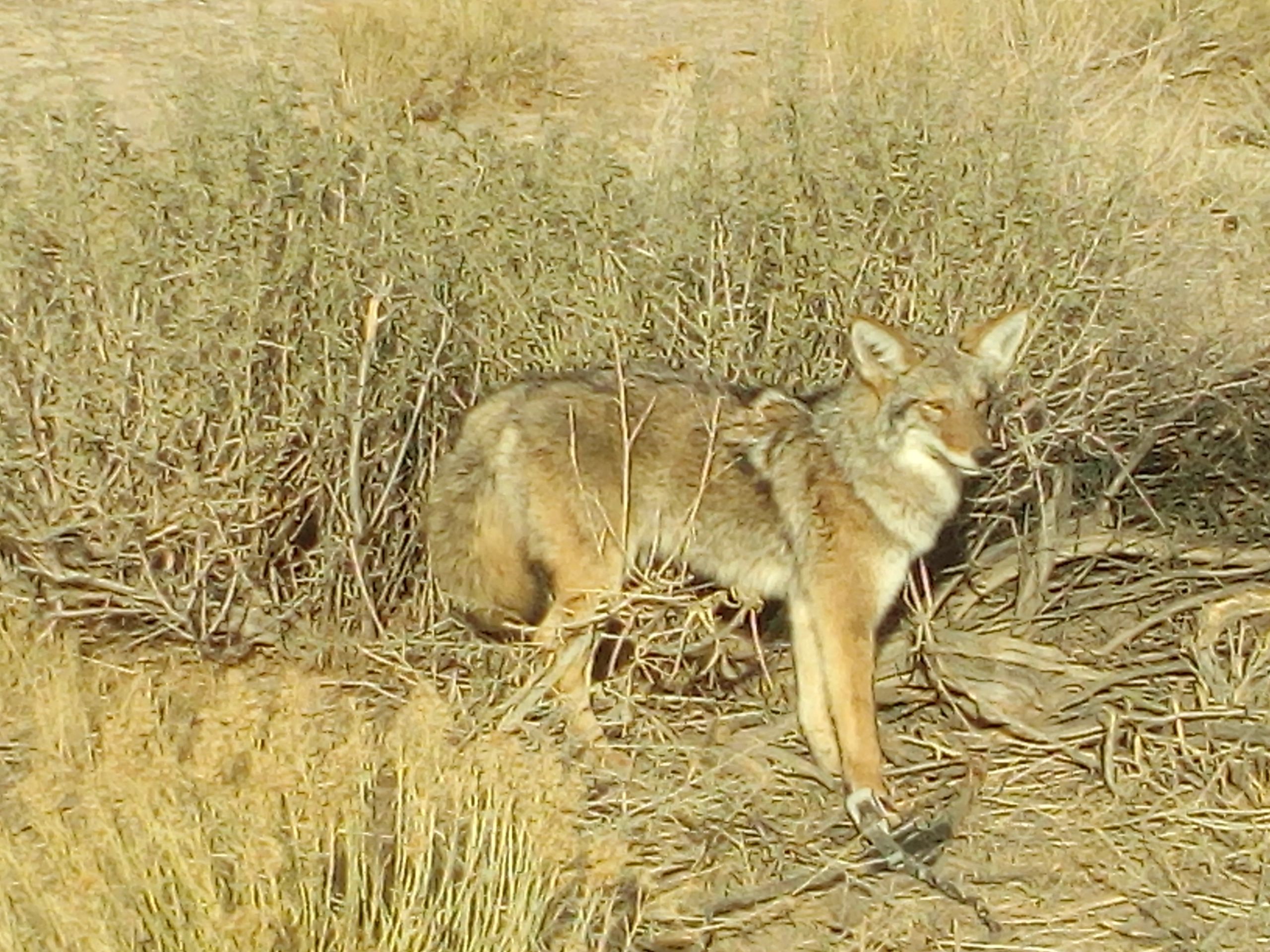 Hester Wild Fur