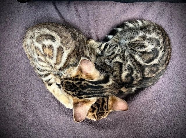 Top Bengal Cat Breeders - Find Your Perfect Bengal Cat