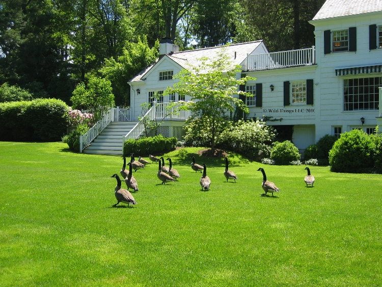 Wild Things LLC - Wildlife Control, Wildlife Trapping