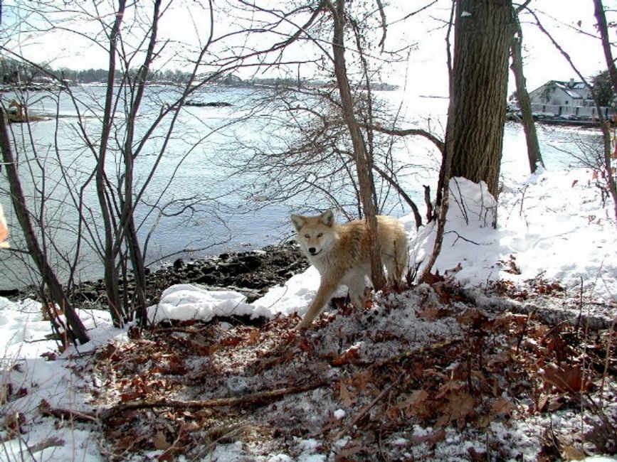 Coyote Removal - Wild Things LLC | Wild Things LLC