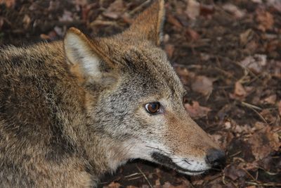 Coyote Removal - Wild Things LLC | Wild Things LLC