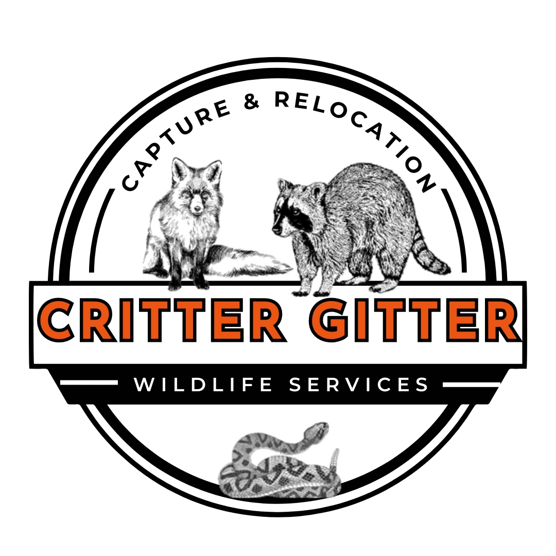 Critter Gitter: Keeping Wild Animals Out of Your Home