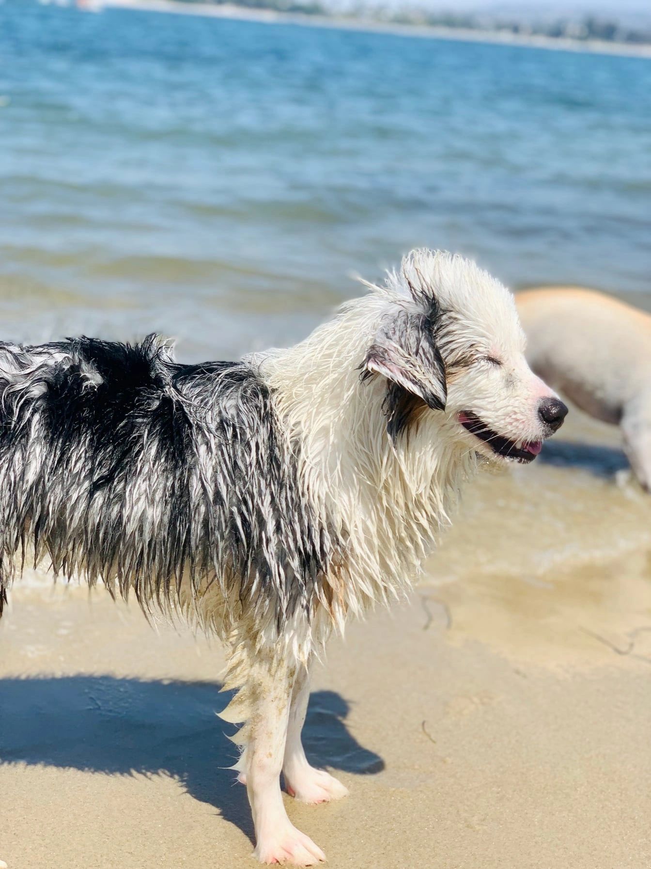 How Long Is Canine Papilloma Contagious