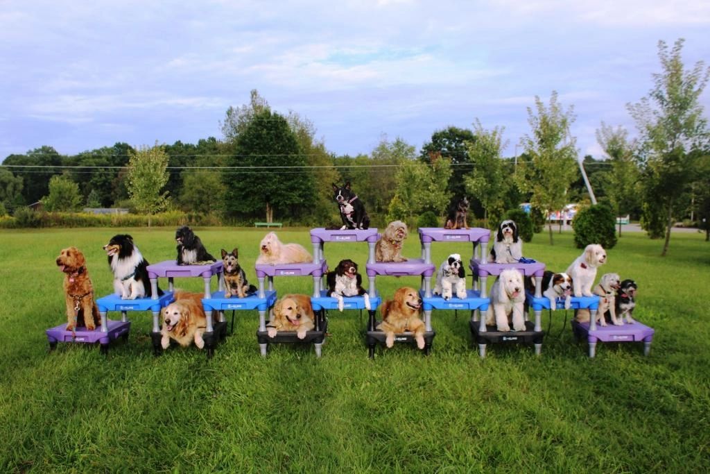 Butler Dog Training Association in Butler, Pennsylvania