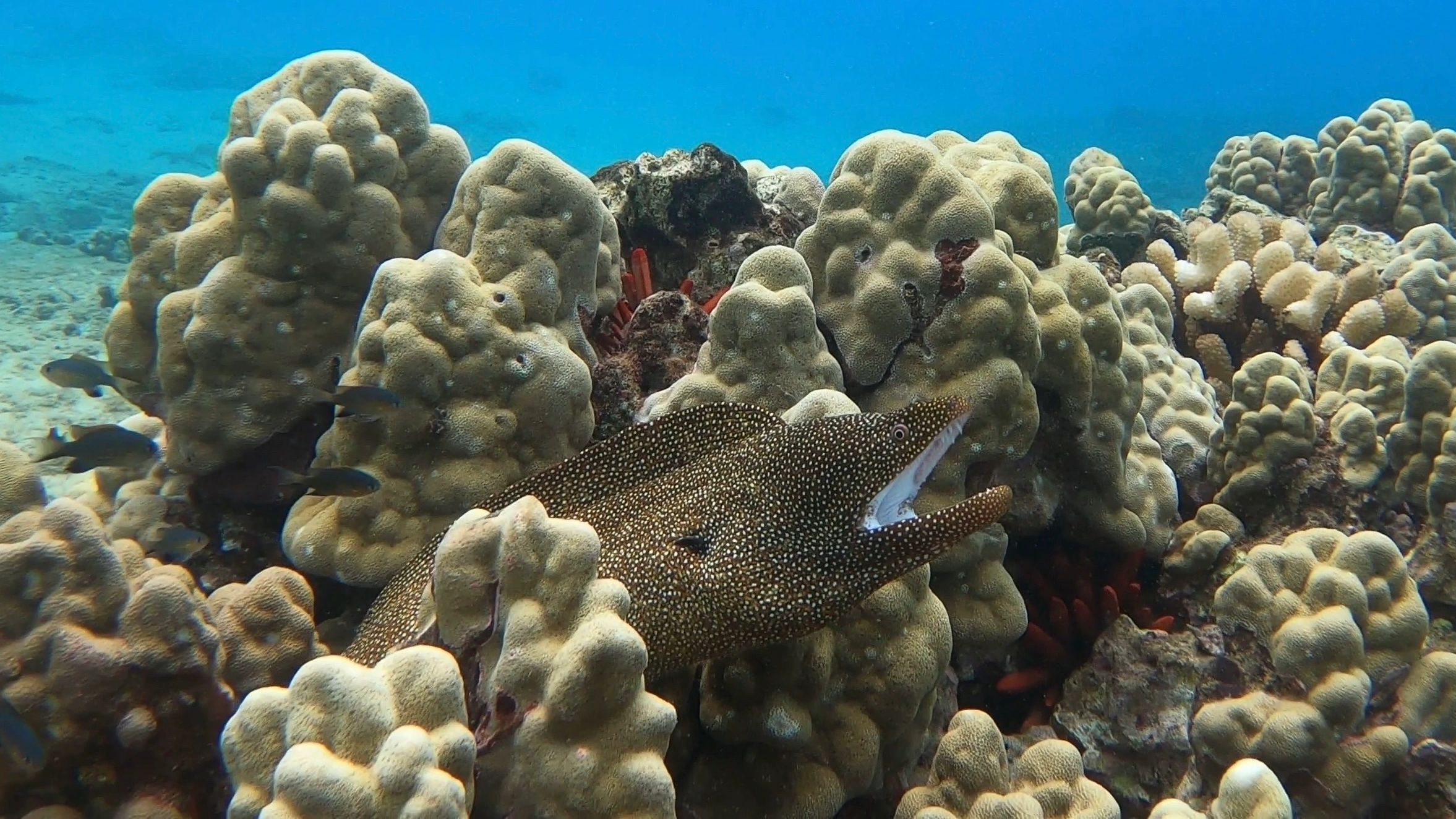 Exploring Causes of Coral Reef Decline and How to Prevent it