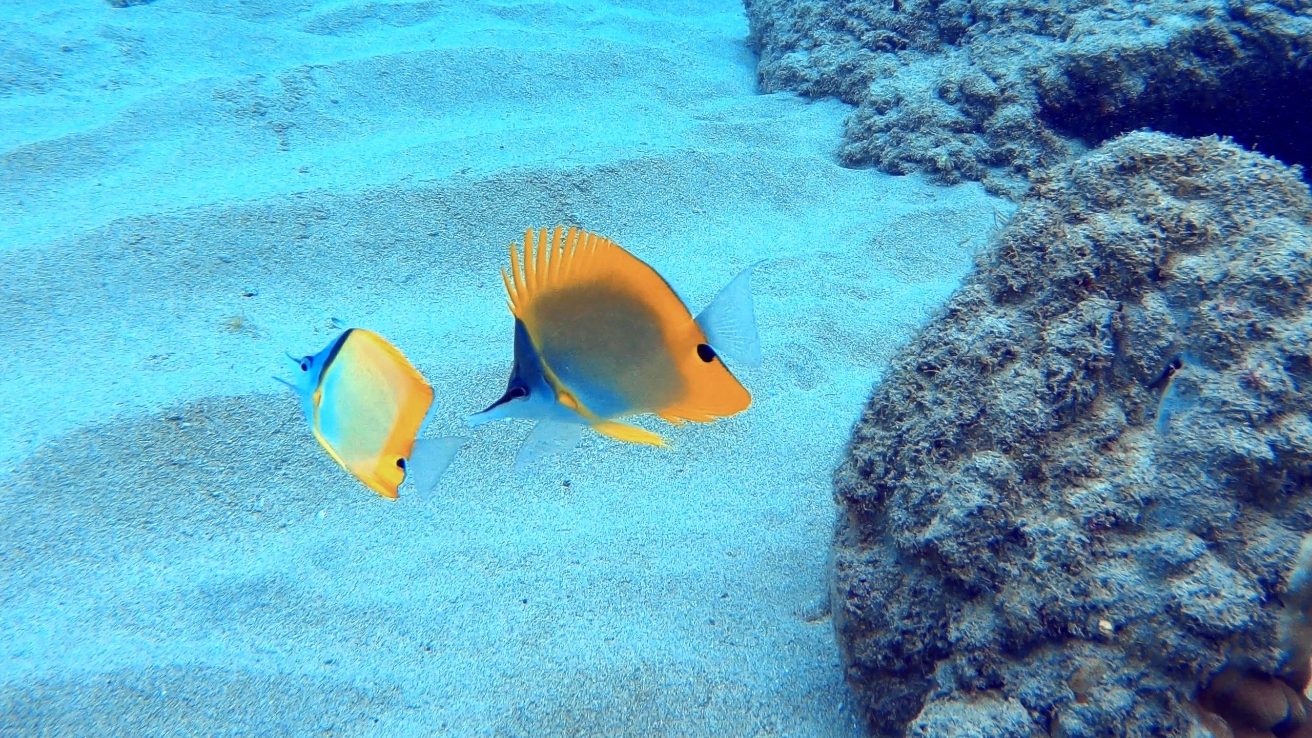 Meet the Colorful Characters of Oahu's Reef